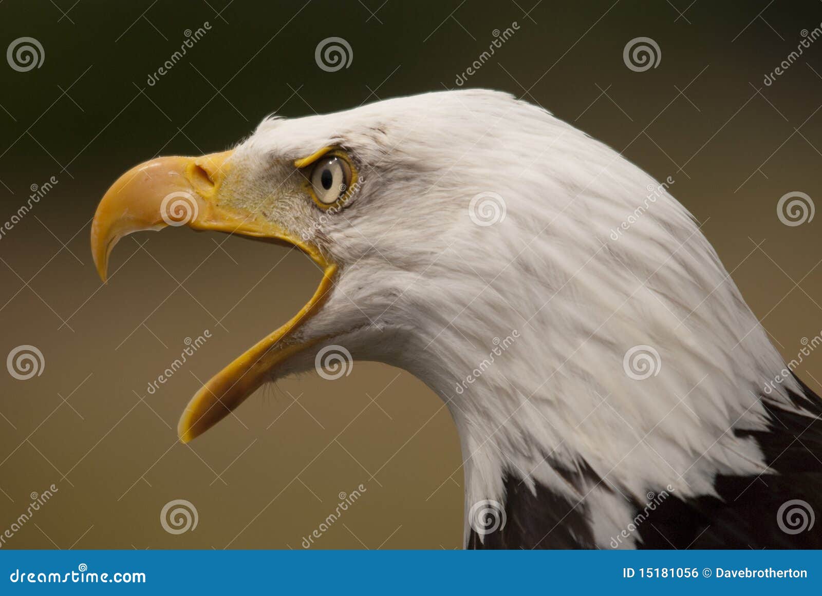 Bald eagle stock photo. Image of bird, prey, beak, predator - 15181056