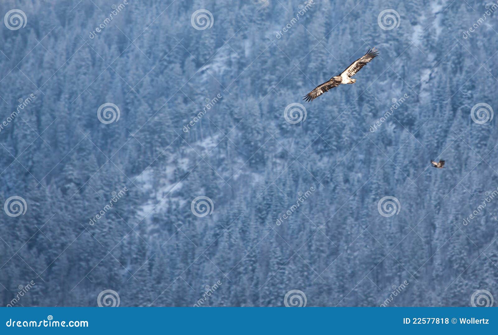 Bald Eagle stock photo. Image of hidden, eagle, face - 22577818