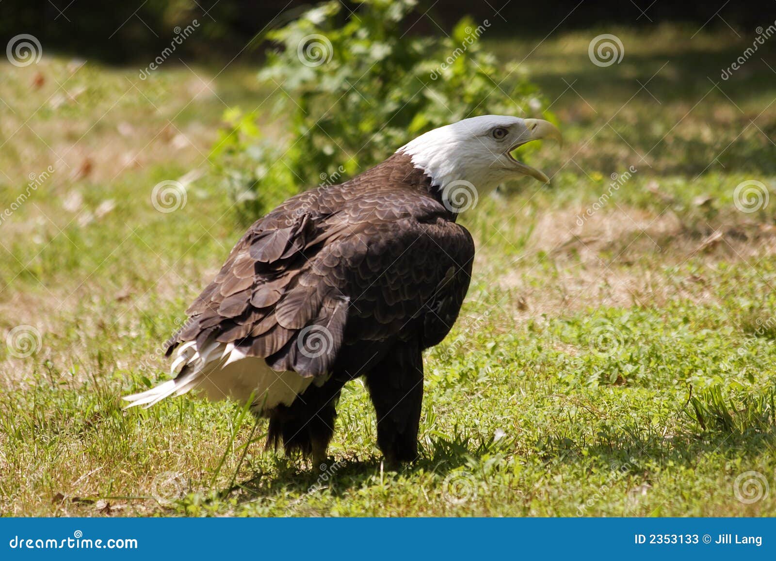 Bald Eagle stock image. Image of american, screeching - 2353133