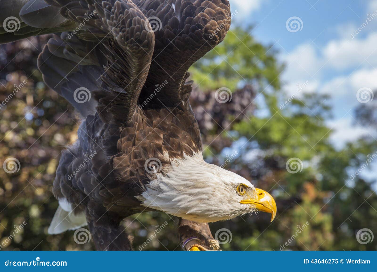 846 Bald Eagle Male Stock Photos - Free & Royalty-Free Stock Photos ...
