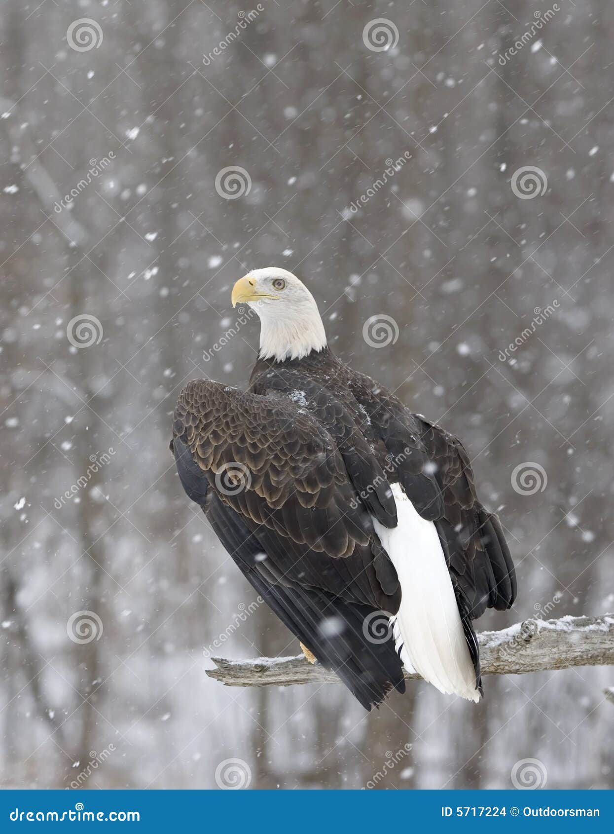 Bald eagle stock photo. Image of cold, snow, bird, raptor - 5717224