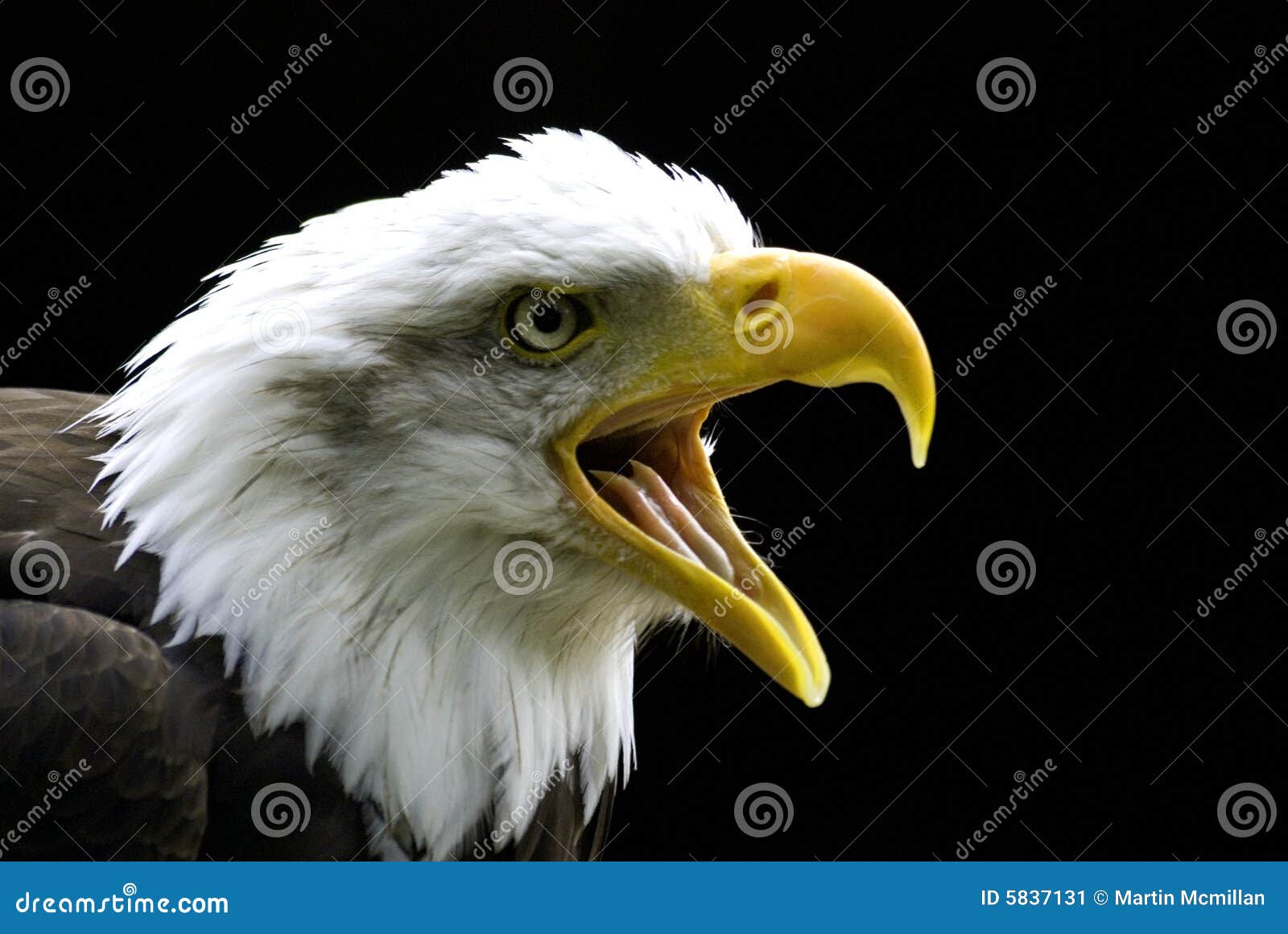 Bald eagle stock image. Image of icon, bald, wildlife - 5837131