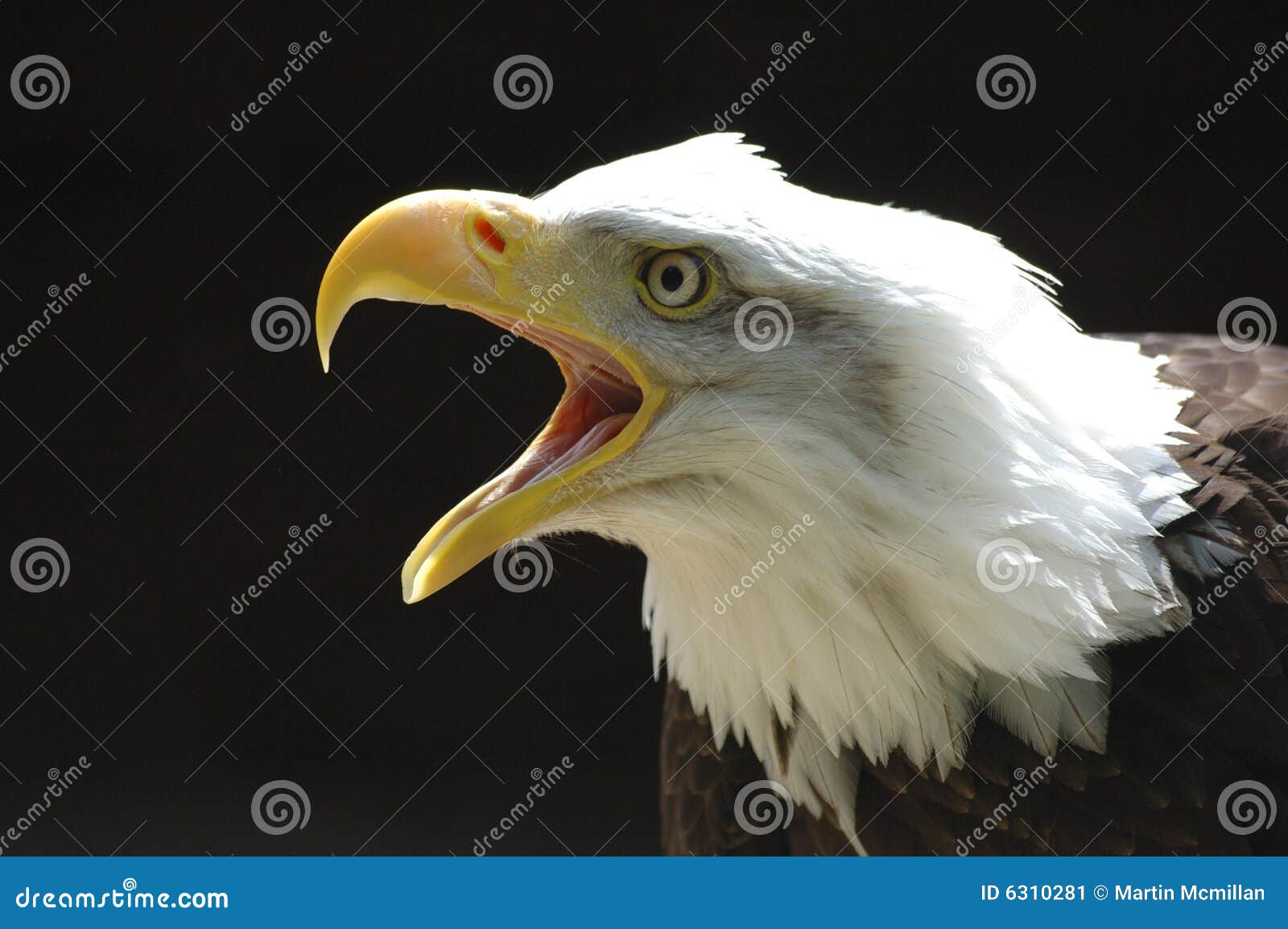Bald eagle stock image. Image of shouting, american, eagle - 6310281