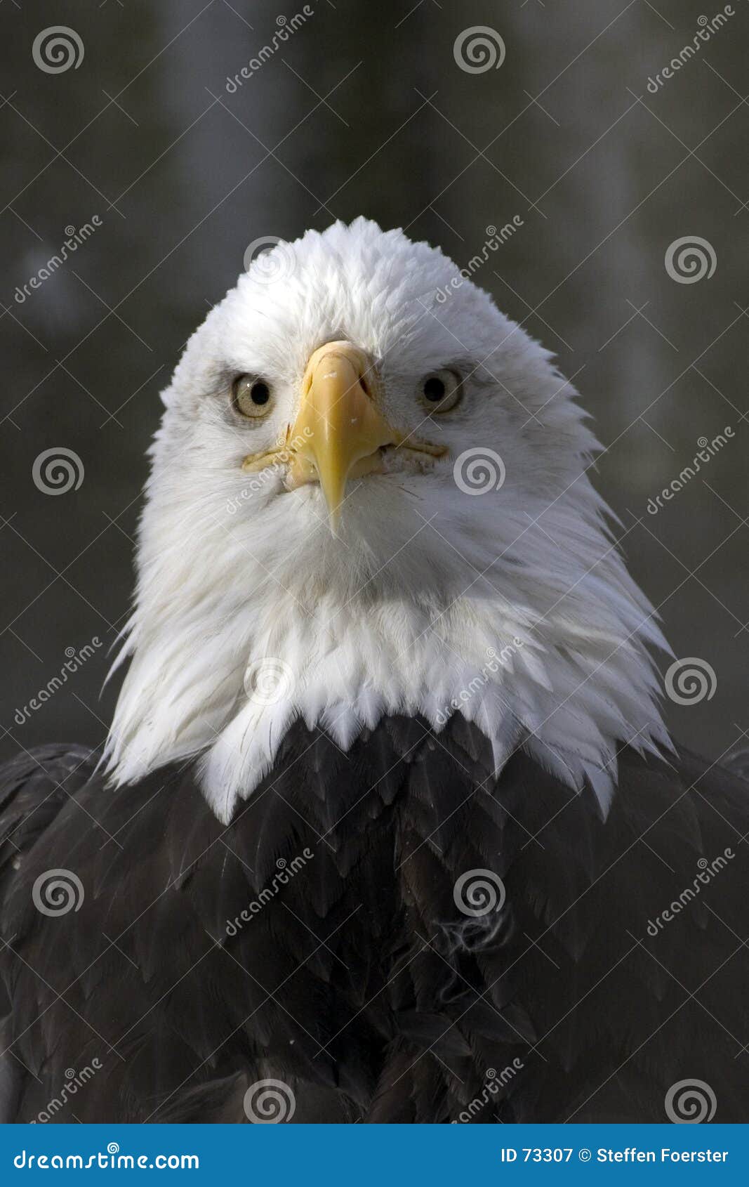Bald Eagle stock image. Image of sharp, strength, glare - 73307