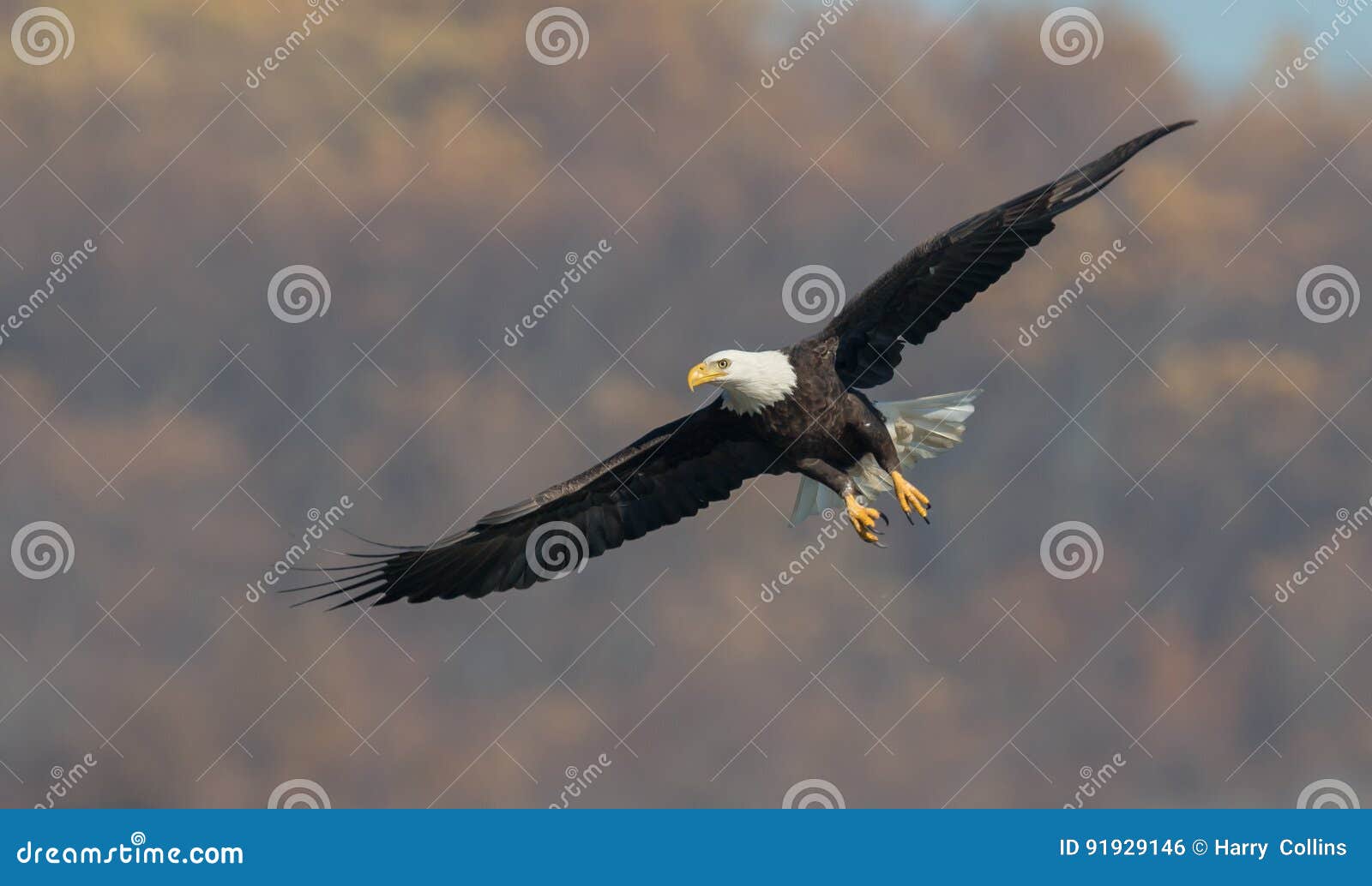 316 Eagle Stretches Stock Photos - Free & Royalty-Free Stock Photos ...