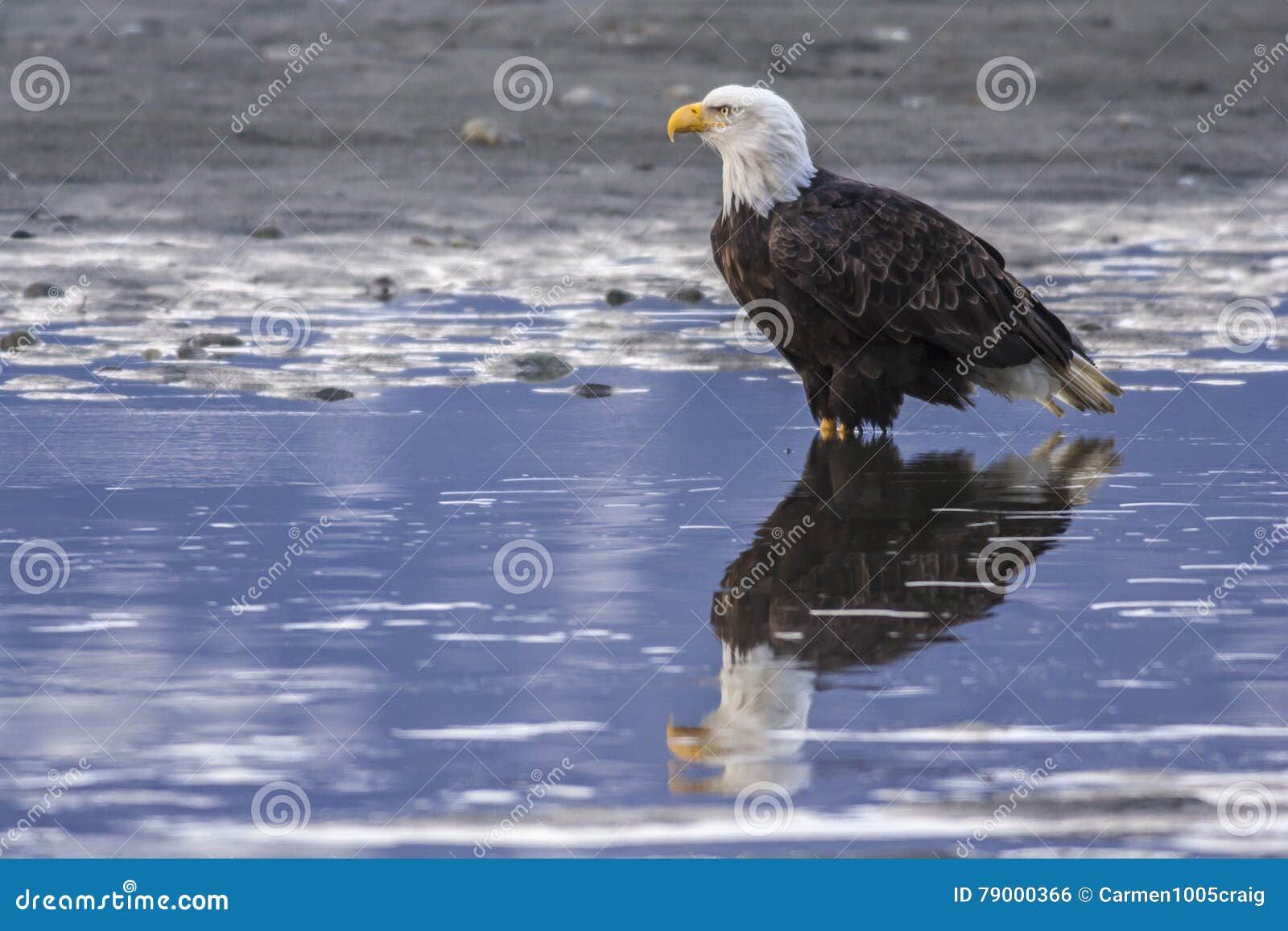 Bald Eagle with Reflection stock photo. Image of reflection - 79000366