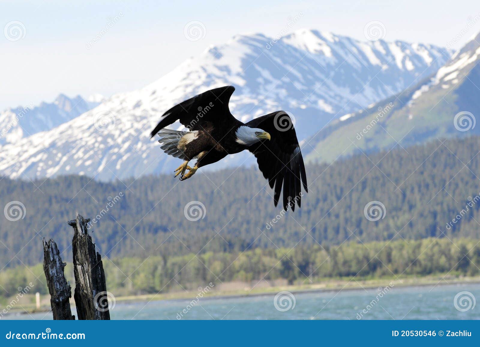 Bald Eagle in Alaska stock photo. Image of eagle, wild - 20530546