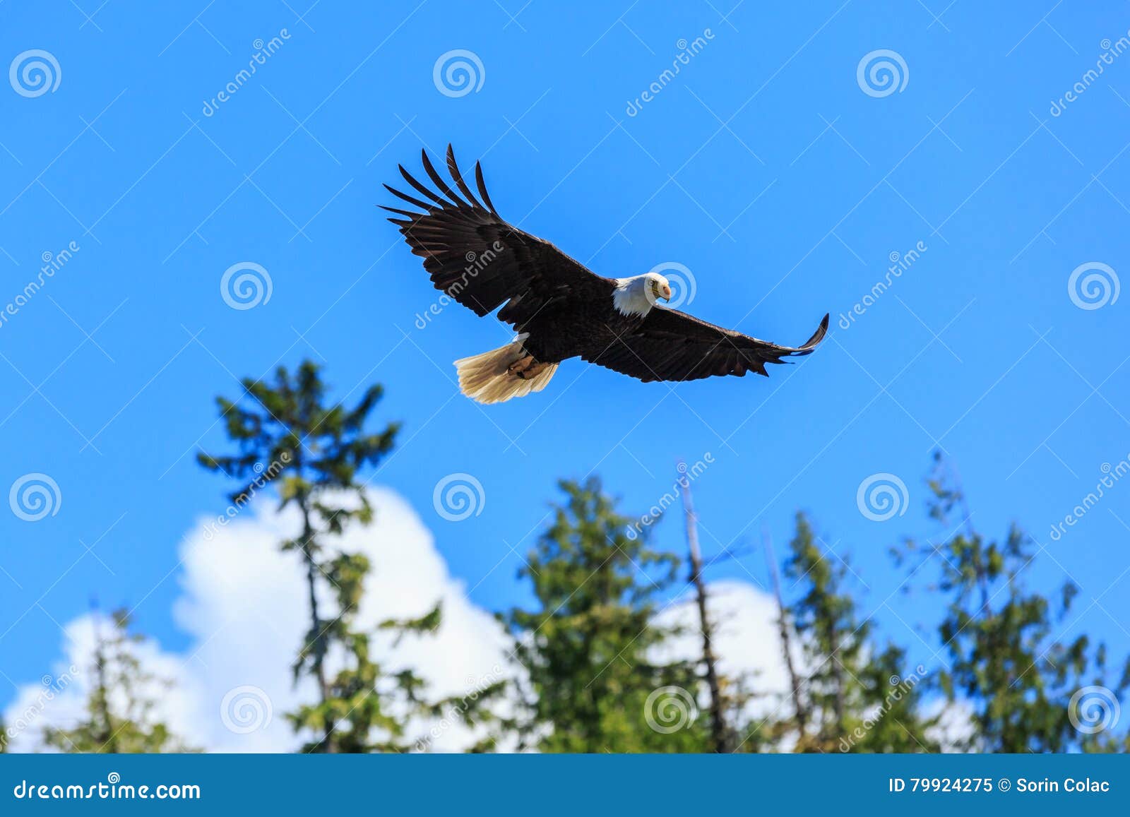 Bald eagle, Alaska. stock image. Image of avian, blue - 79924275