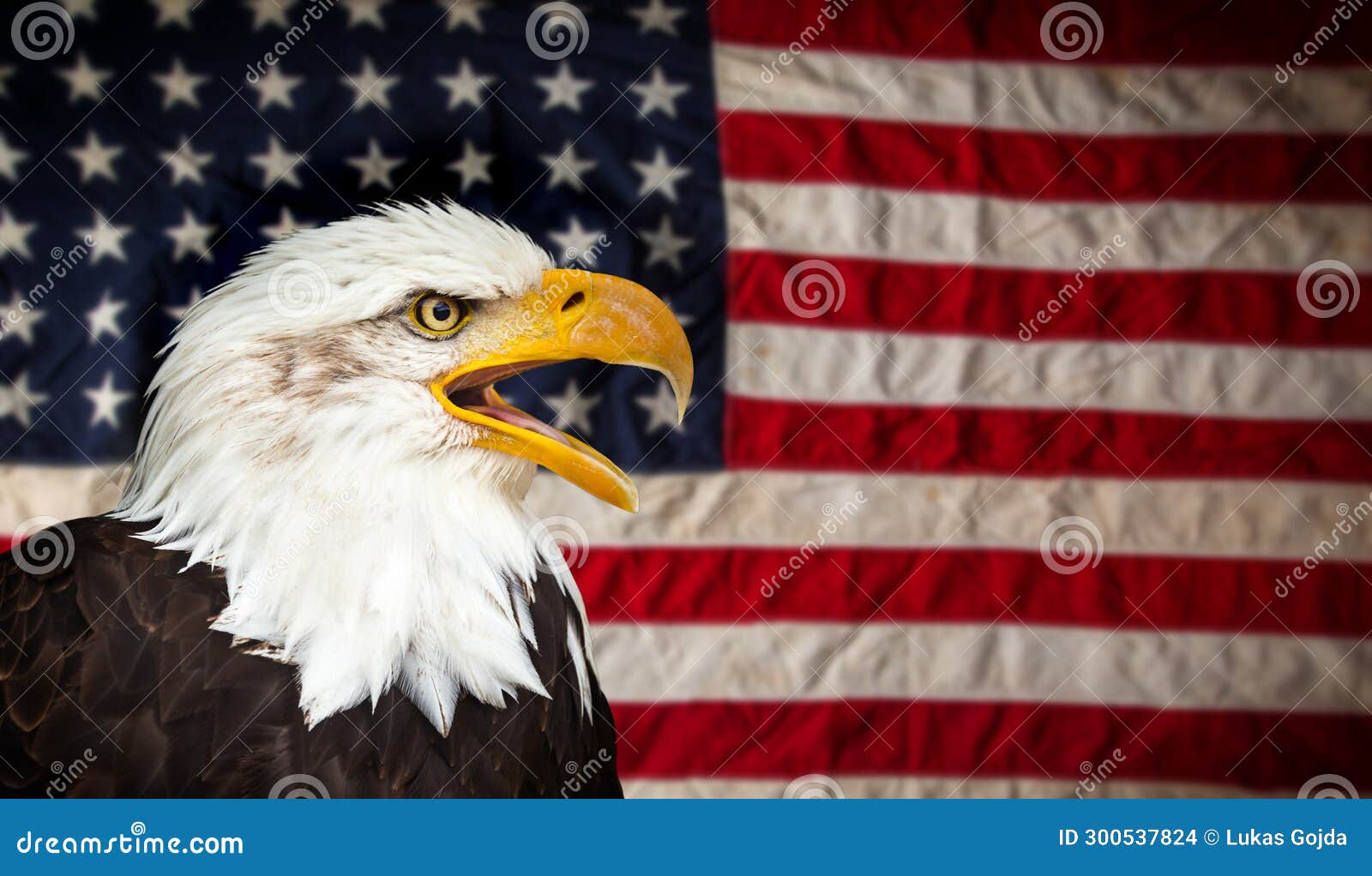Bald Eagle with American Flag Stock Photo - Image of america, eagle ...