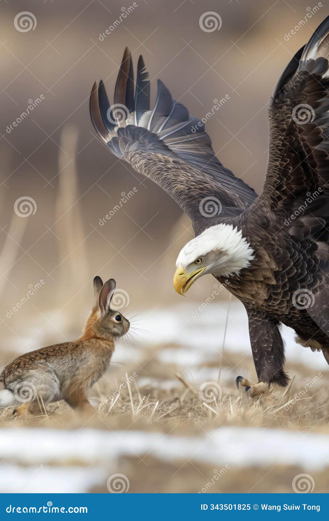 Bald Eagle Approaching Cottontail Rabbit on Ground Stock Image - Image ...