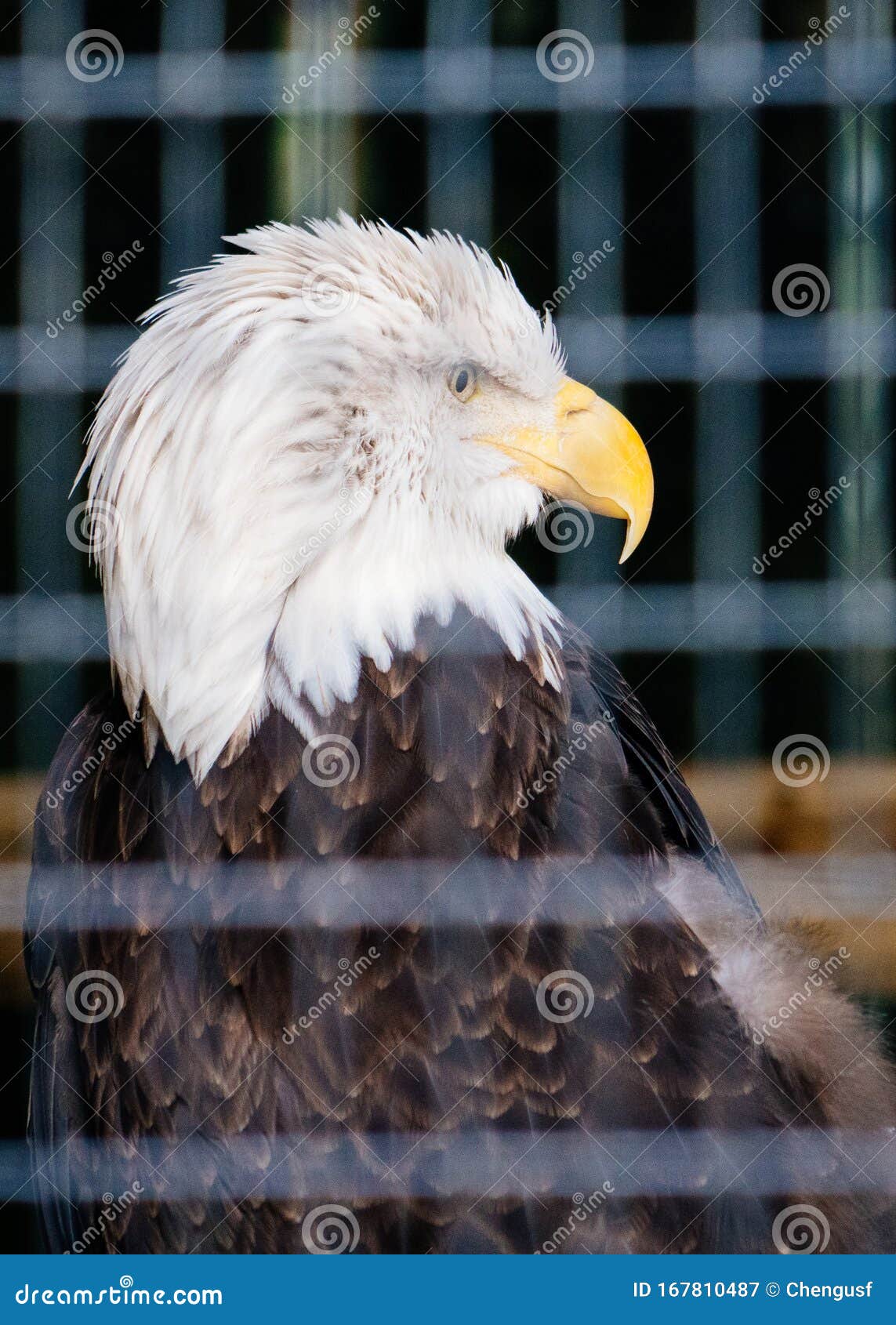 Bald Eagle stock image. Image of rest, grass, branch - 167810487