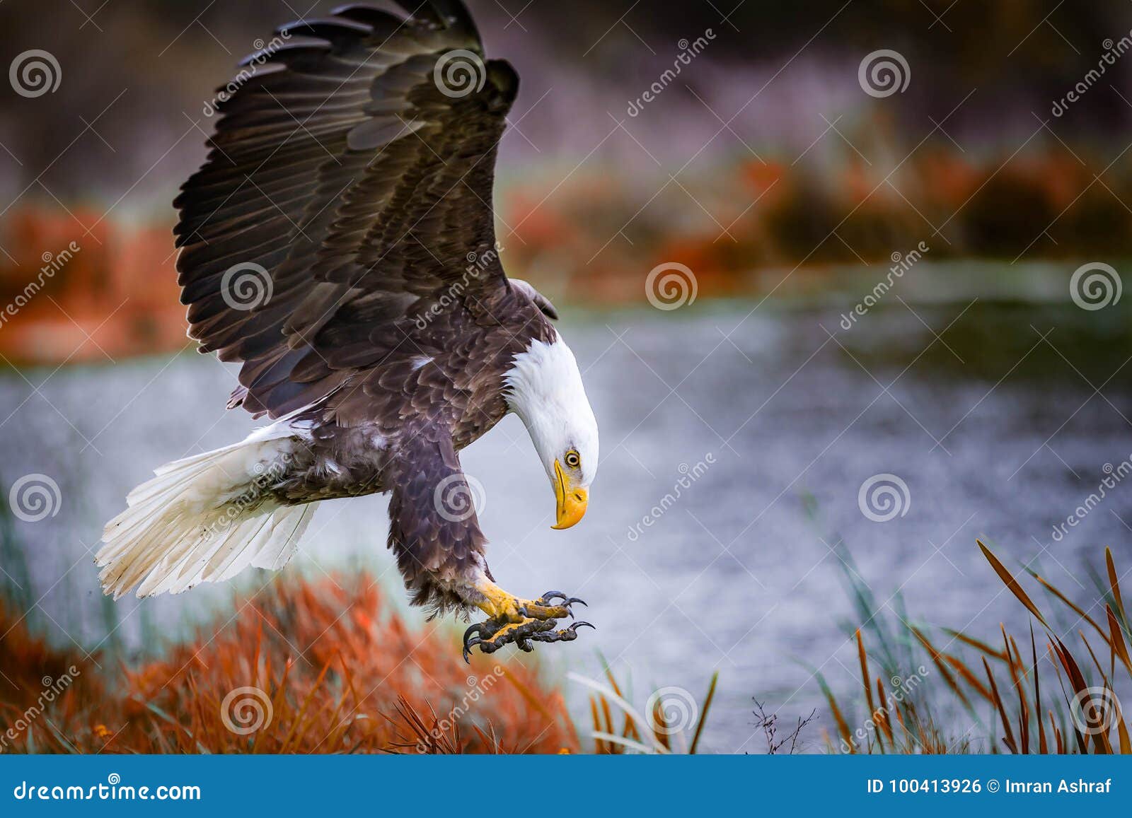 Bald eagle stock photo. Image of beak, reflection, water - 100413926