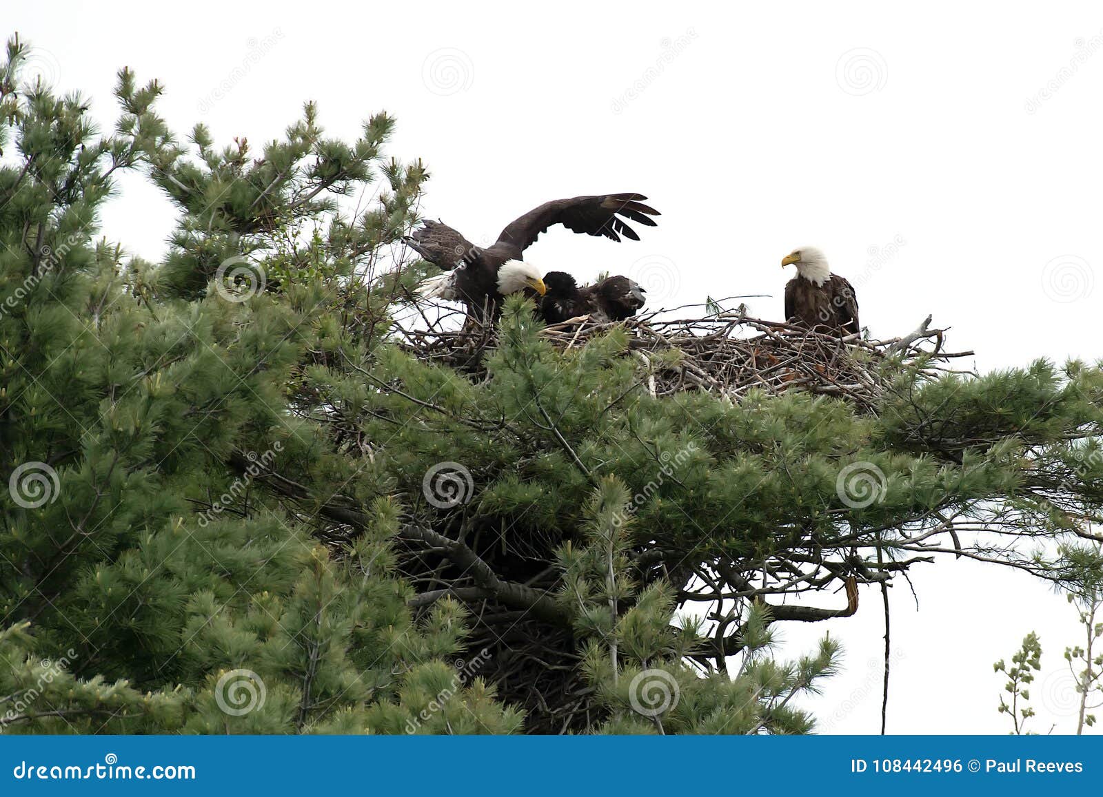 Bald Eagle - Haliaeetus Leucocephalus Stock Photo - Image of america ...