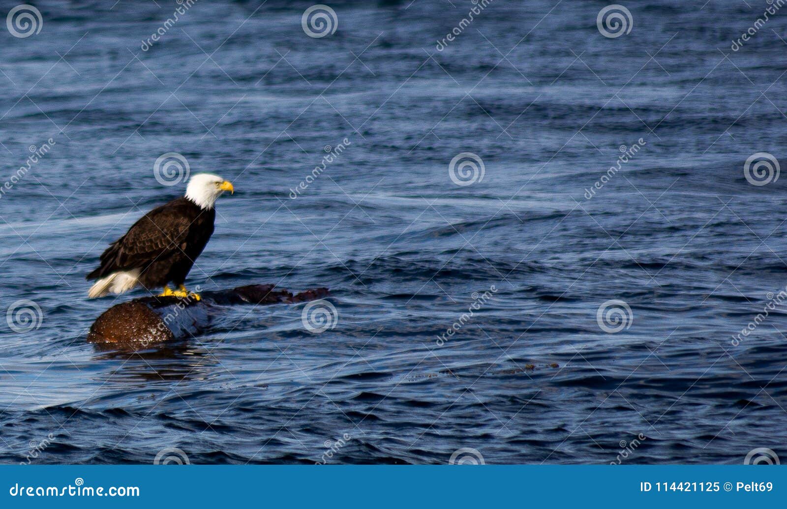 Bald eagle stock image. Image of natural, plumage, floating - 114421125