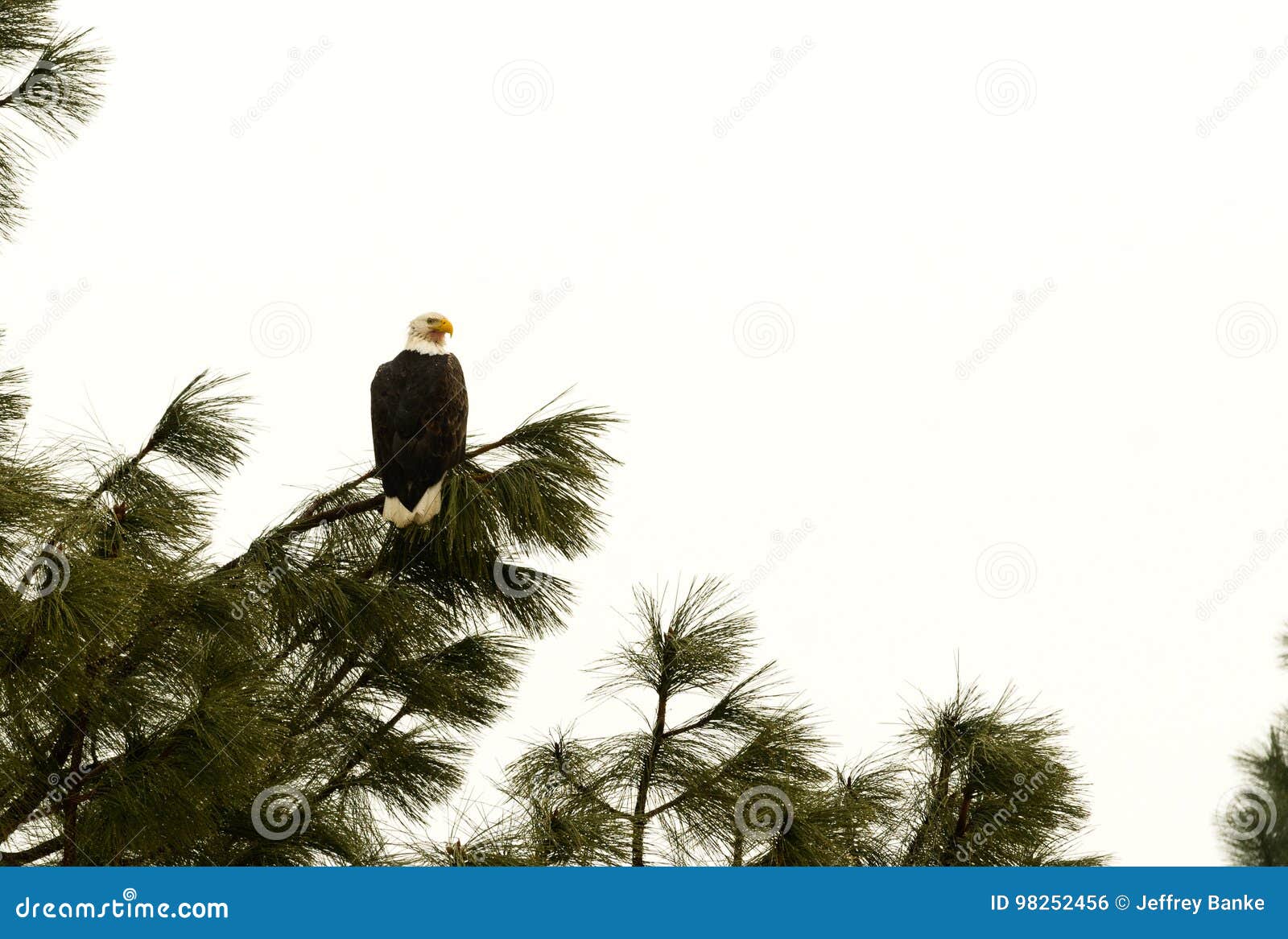 Bald Eagle stock photo. Image of species, symbolic, native - 98252456