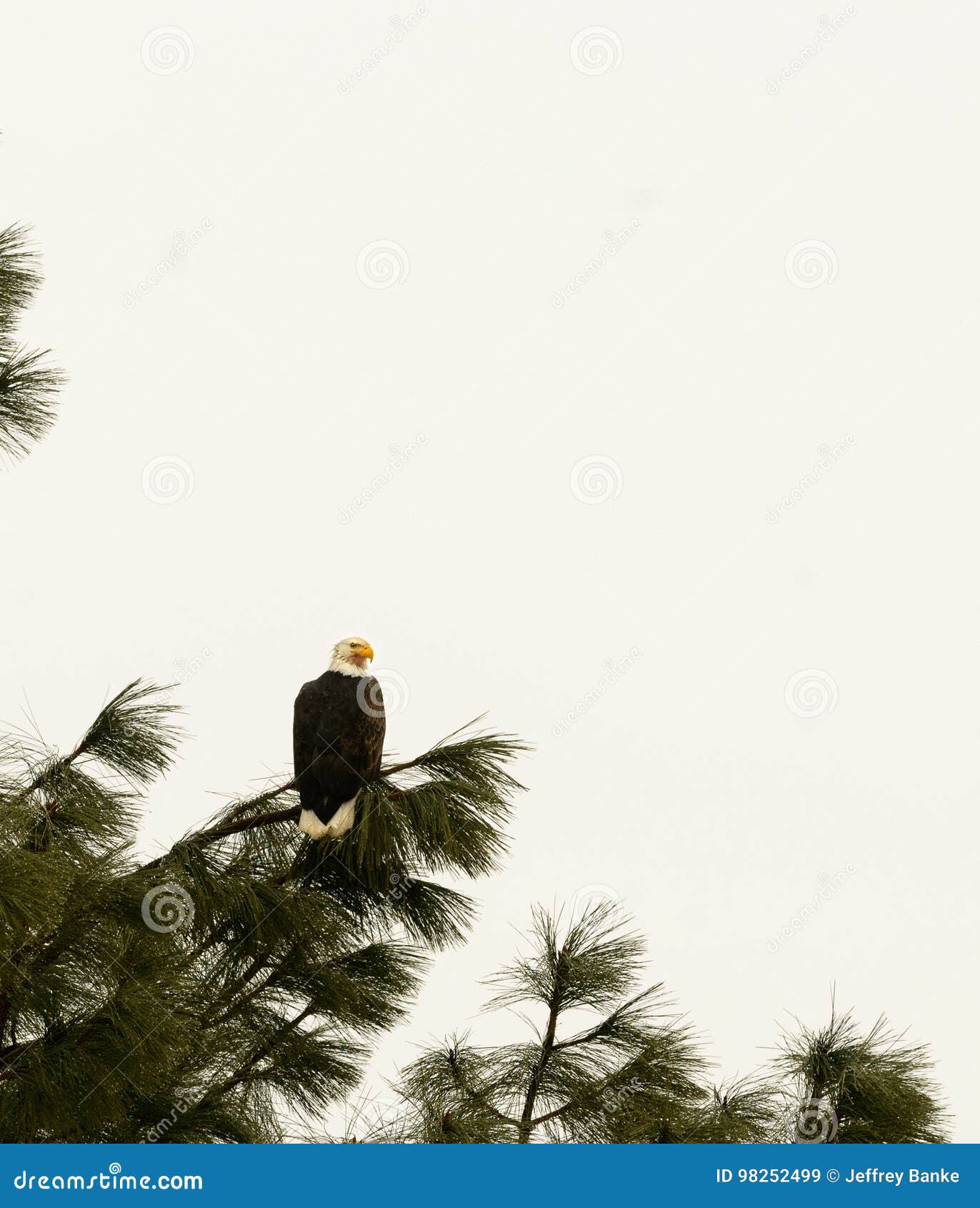 Bald Eagle stock image. Image of bald, wild, closeup - 98252499