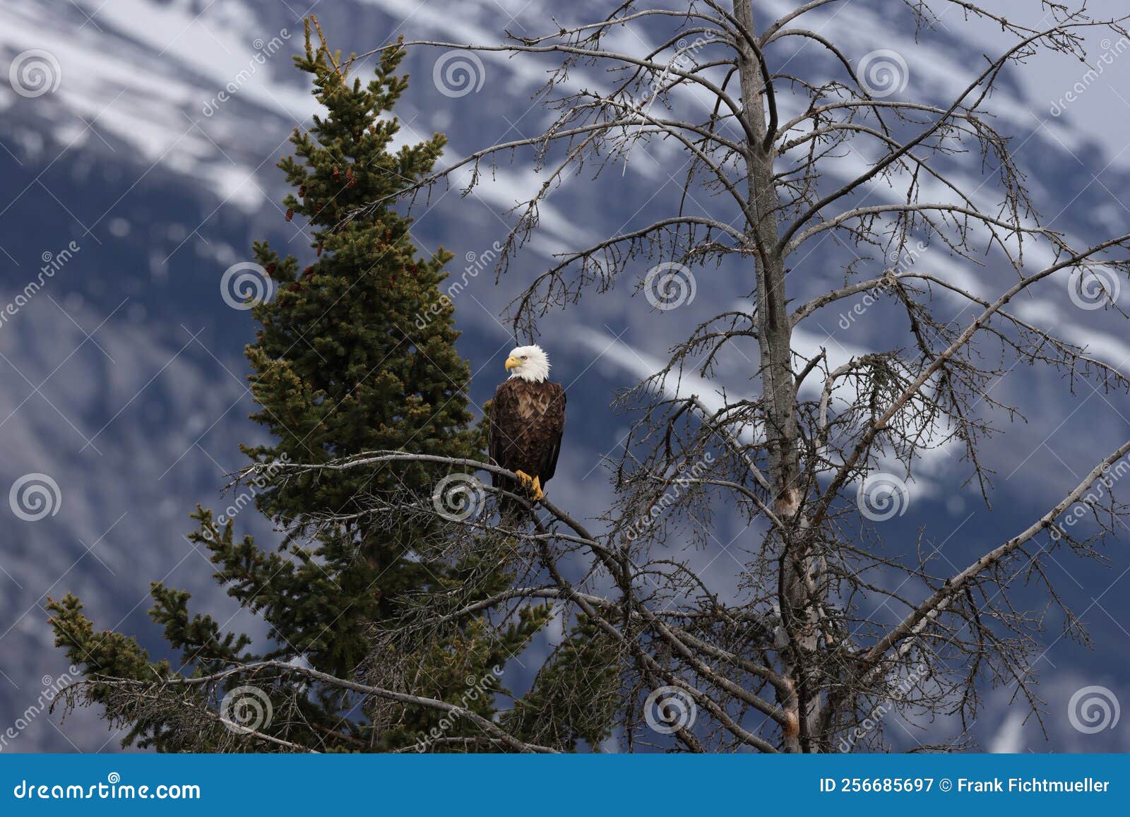 Bald Eagle Banff Canada stock image. Image of banff - 256685697