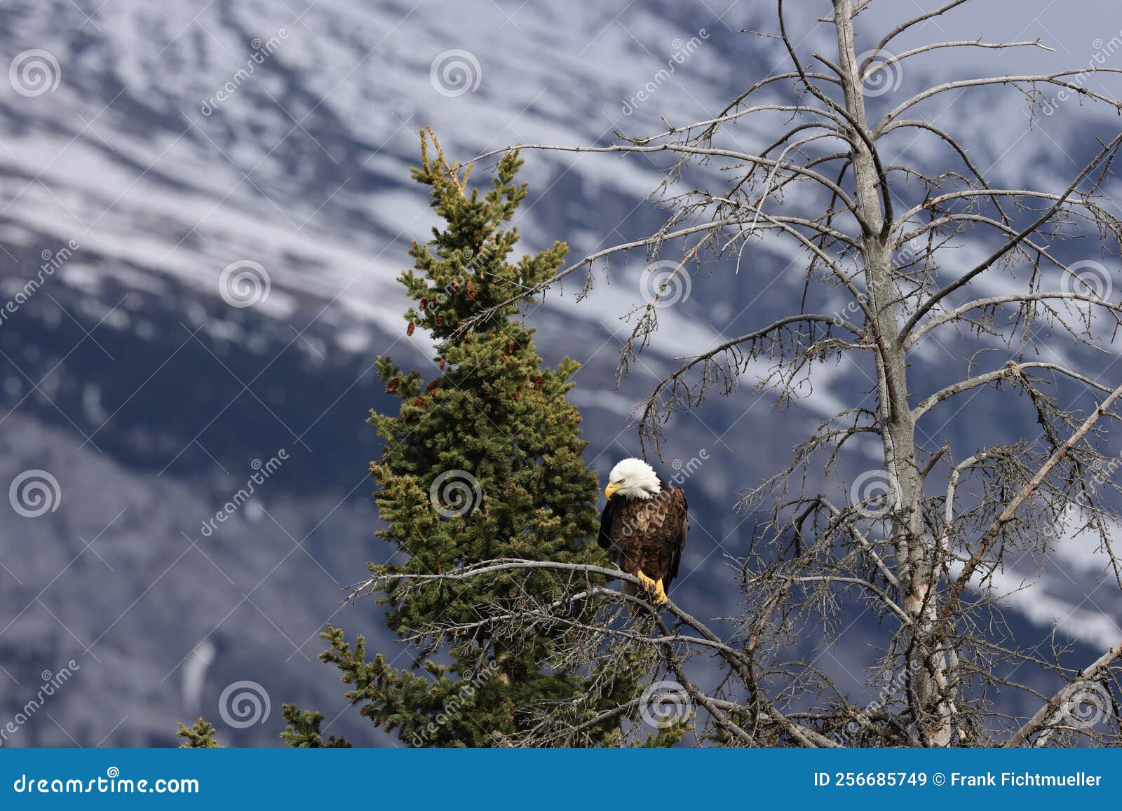 Bald Eagle Banff Canada stock image. Image of avian - 256685749