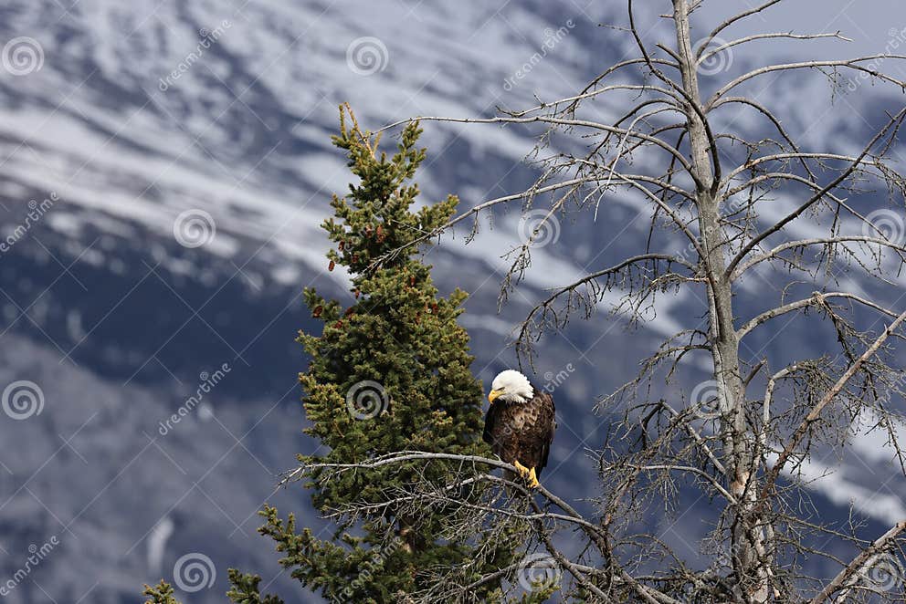 Bald Eagle Banff Canada stock image. Image of avian - 256685749