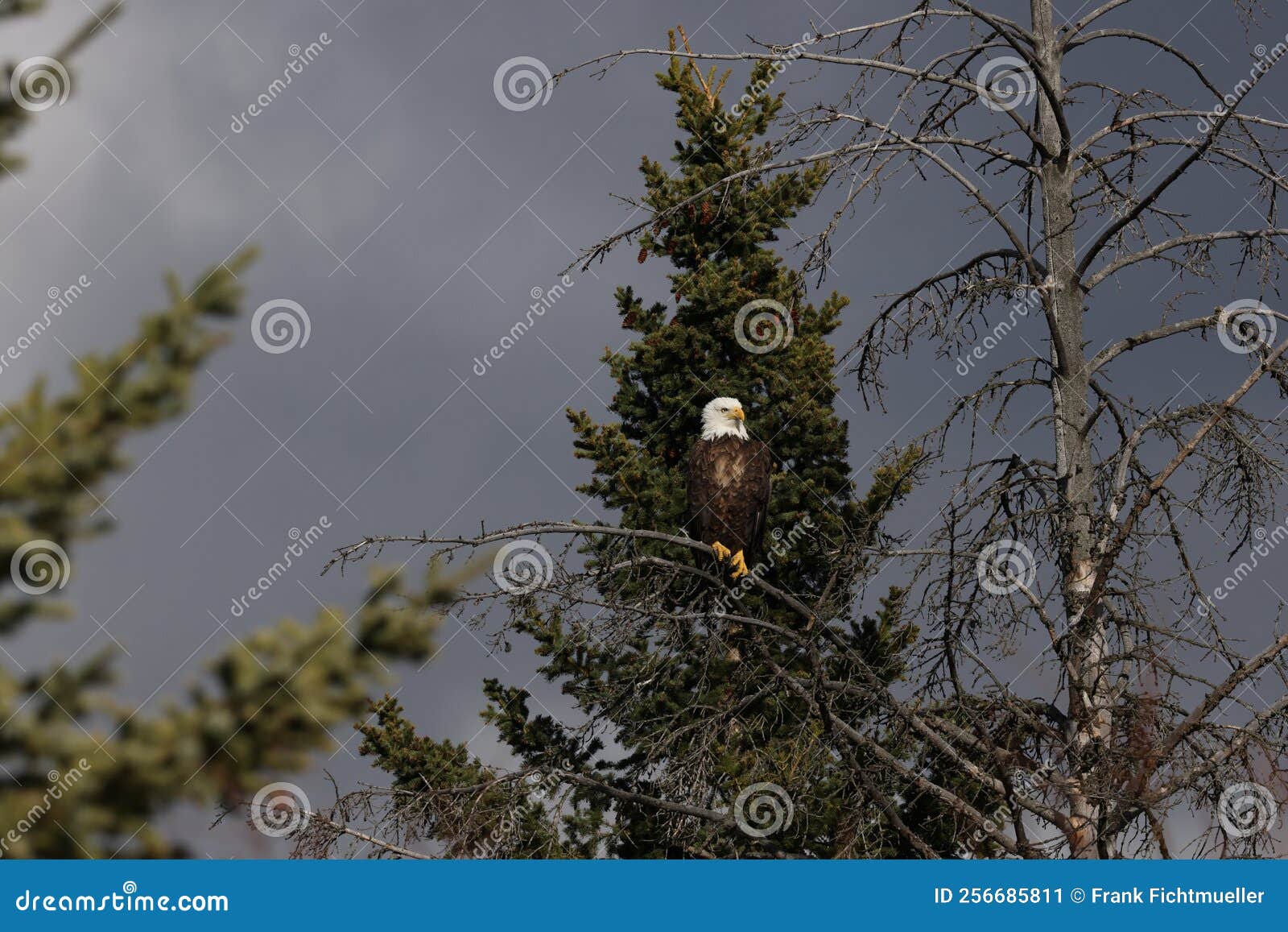 Bald Eagle Banff Canada stock image. Image of fish, body - 256685811