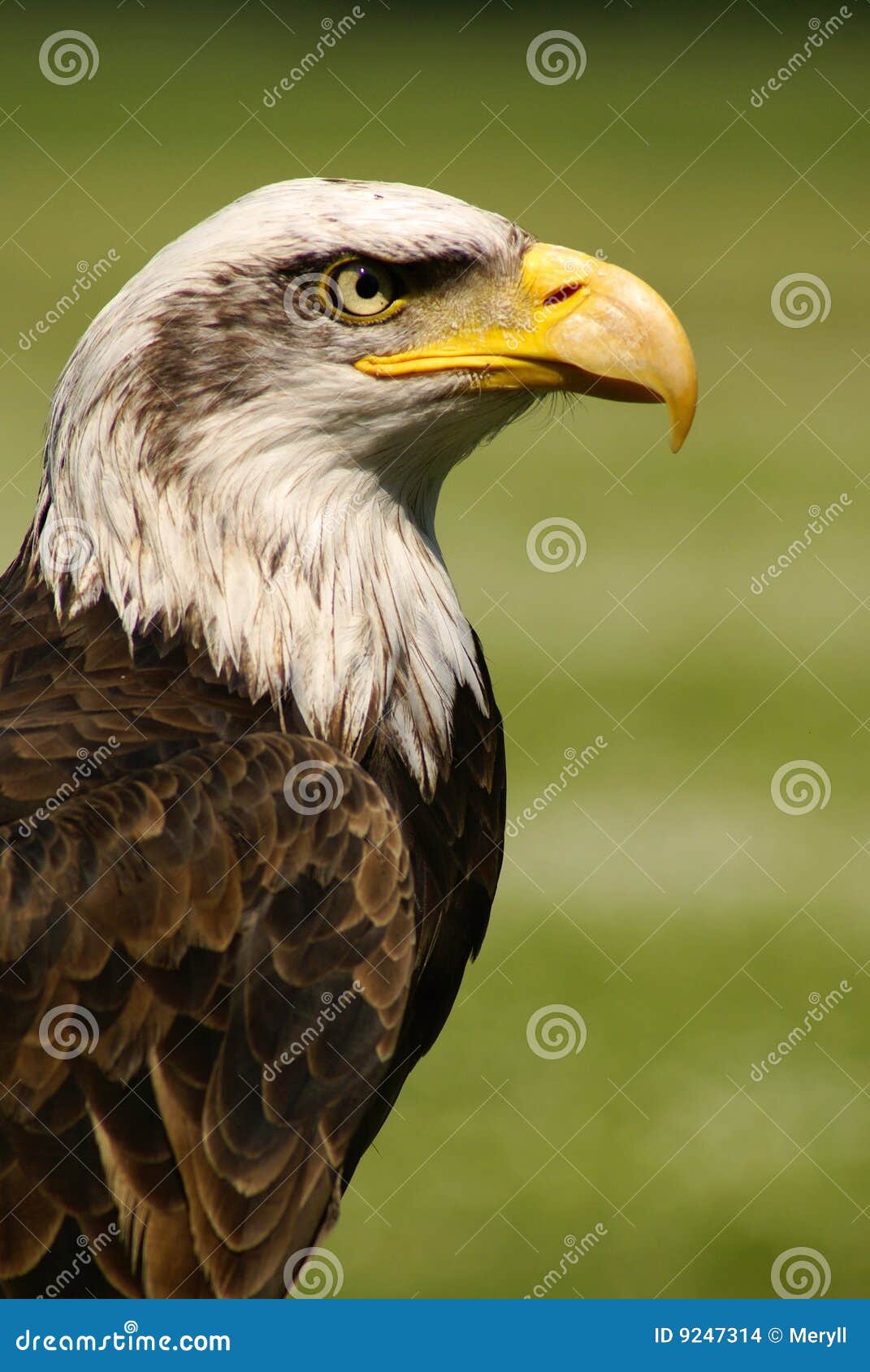 Bald eagle bird stock photo. Image of bald, leucocephalus - 9247314