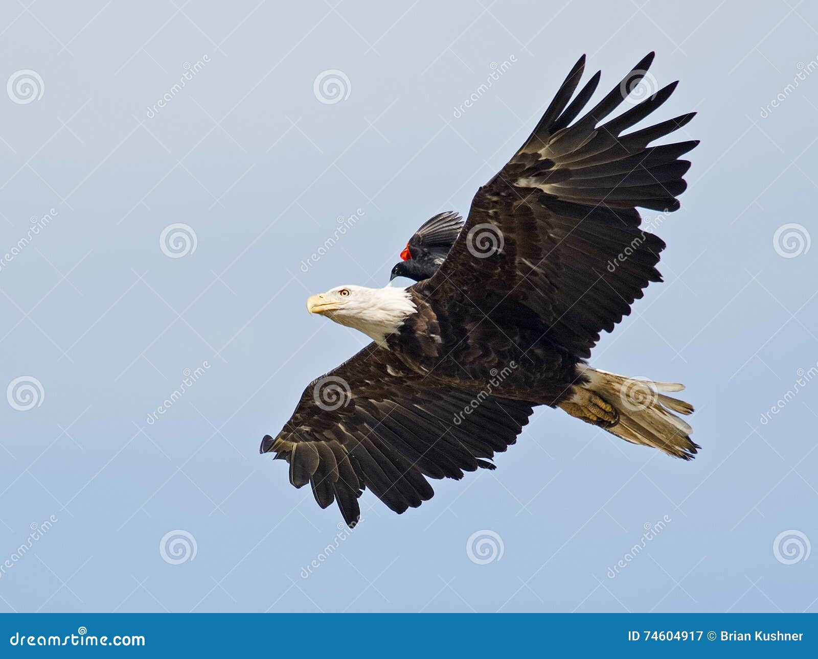 Bald Eagle with Bird on Back Stock Image - Image of powerful, eagle ...