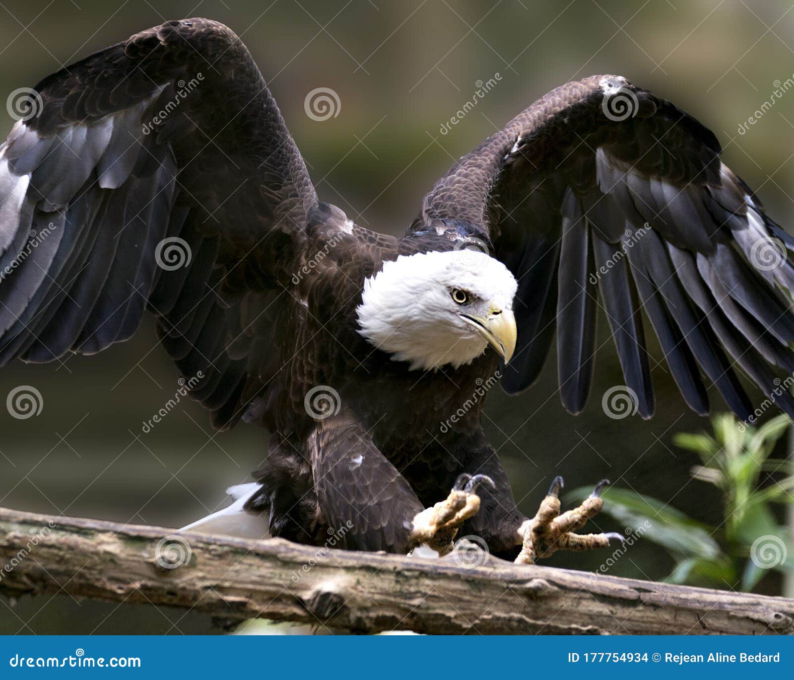 Bald Eagle Stock Photos. Image. Portrait. Picture. Landing on a Branch ... Bald Eagle Stock Photos. Image. Portrait. Picture. Landing on a Branch ...