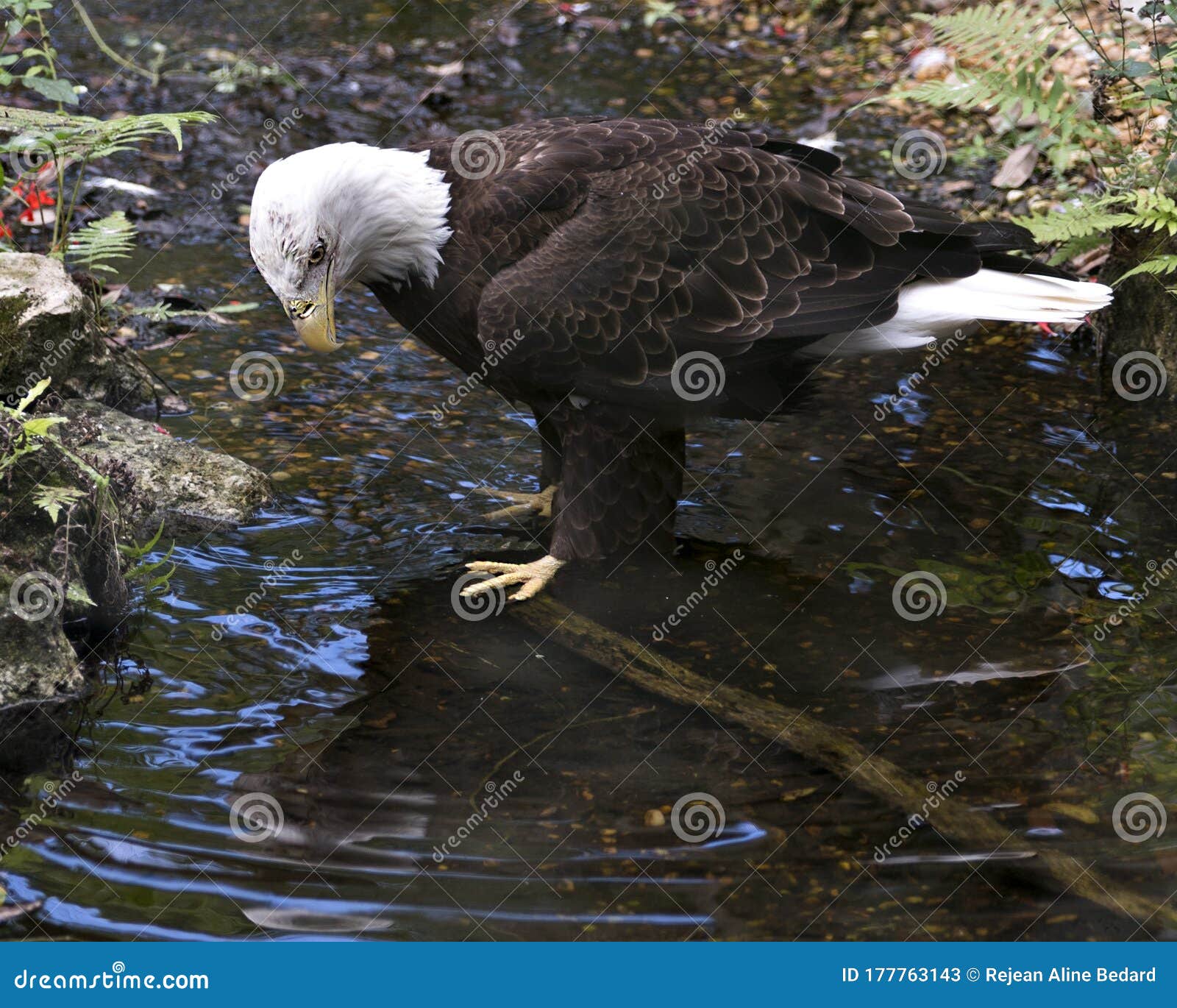 Bald Eagle Stock Photos. Image. Portrait. Picture. Looking in the Water ...