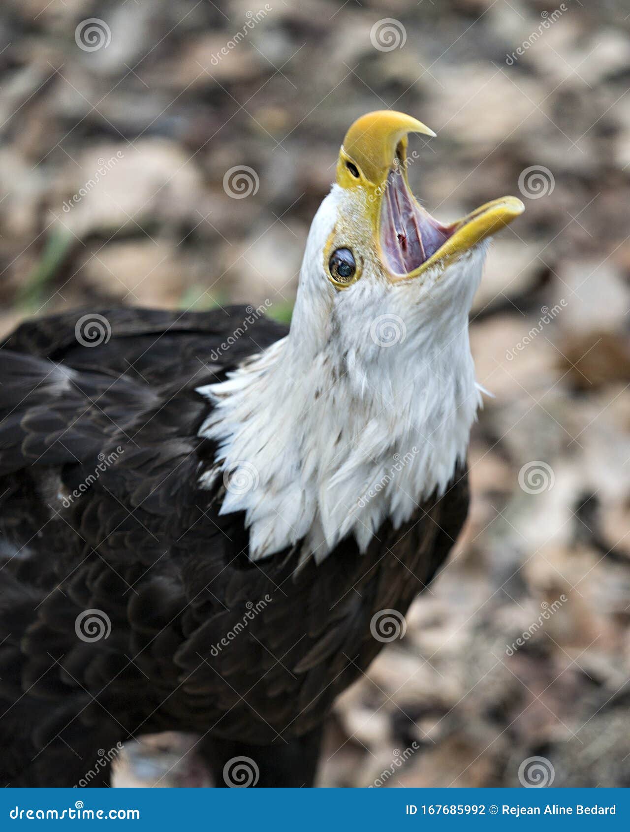 Bald Eagle Bird Photo. Bald Eagle Bird Head Close-up Profile View with ...