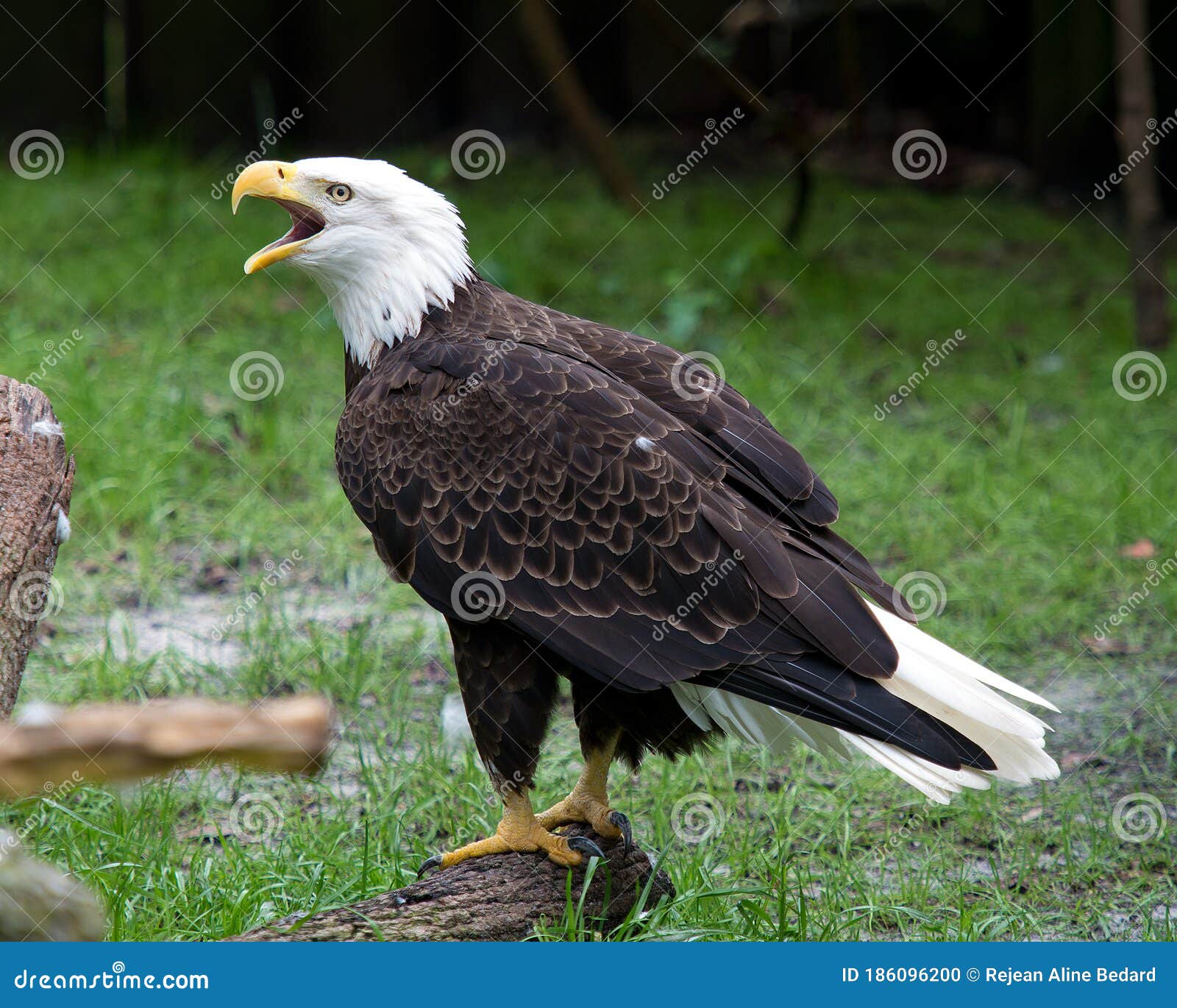 Bald Eagle Stock Photos. Bald Eagle Shouting. Picture. Portrait. Image ...