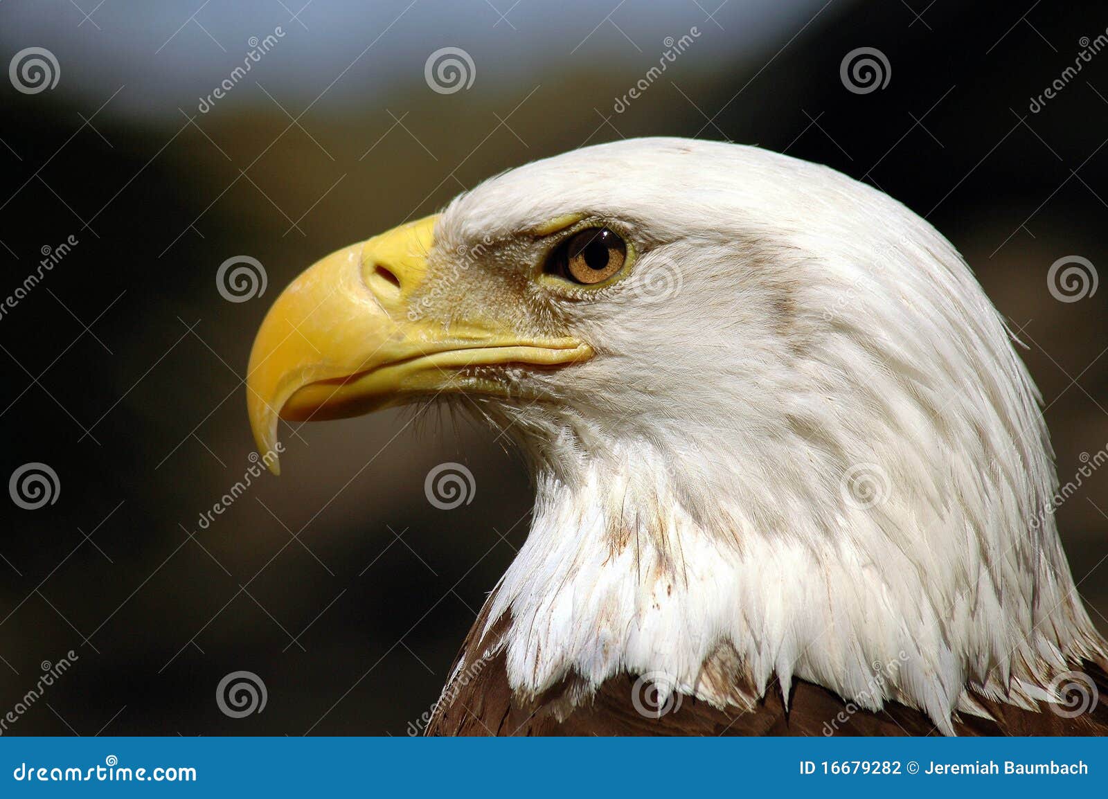 Bald Eagle Bird Of Prey Stock Photography | CartoonDealer.com #16679282