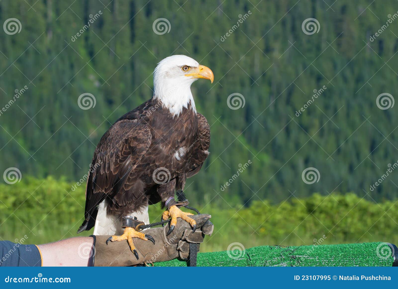 Bald Eagle. Bird of prey. stock image. Image of states - 23107995