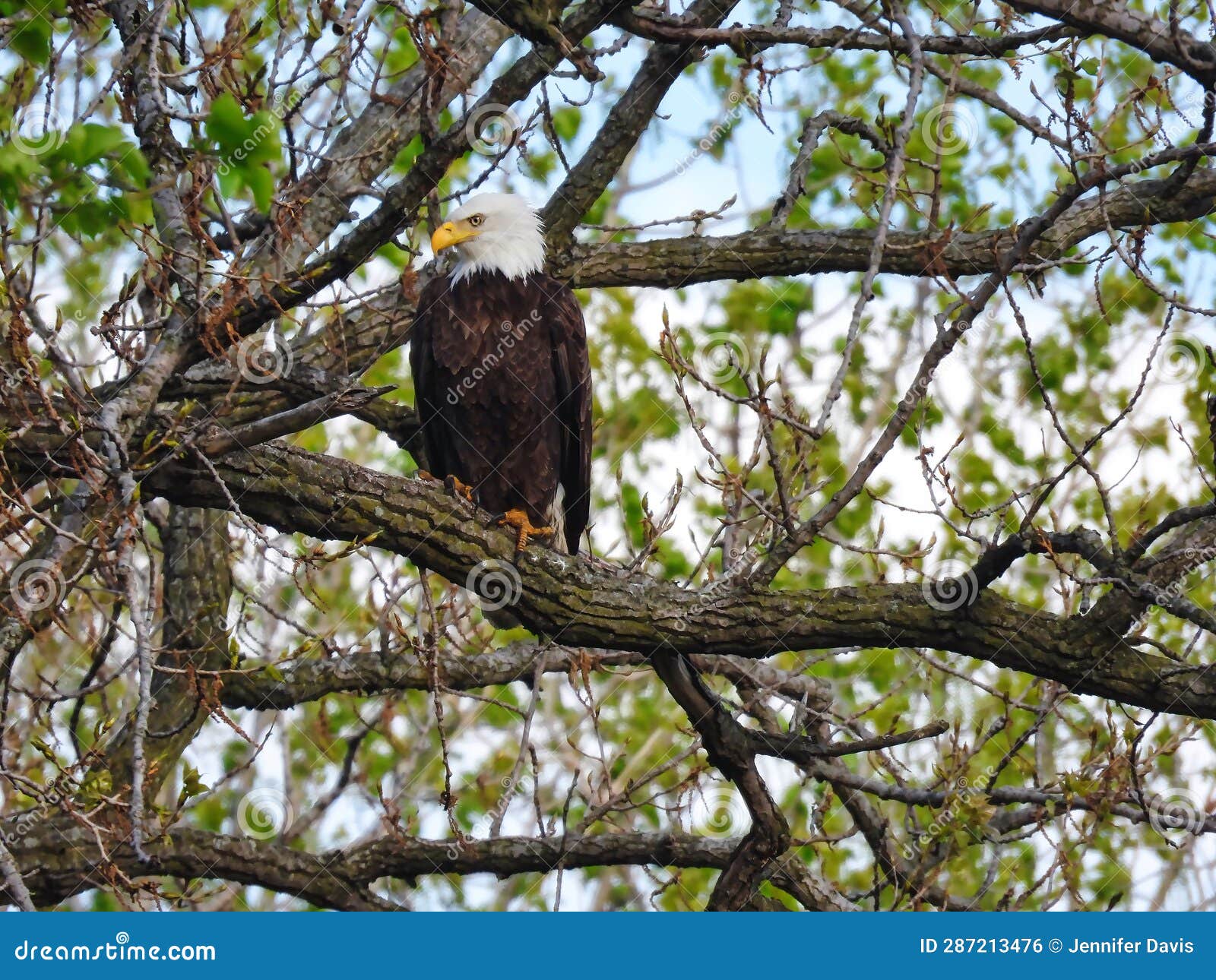 Bald Eagle Bird Raptor Perched in Tree Stock Photo - Image of raptor ...