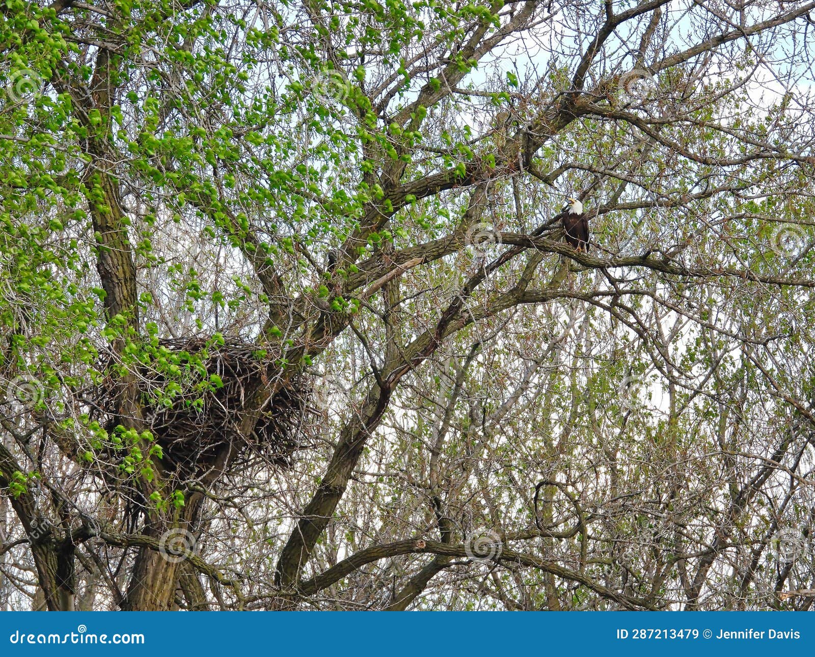 Bald Eagle Bird Raptor Perched in Tree Near Nest Calls for Mate Stock ...
