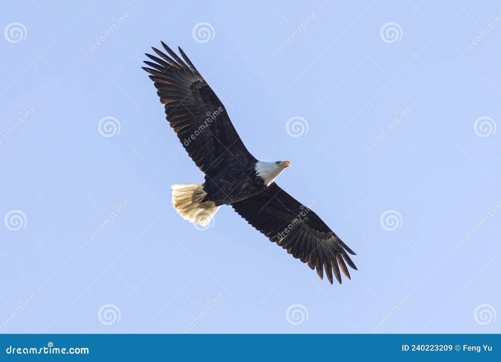 Bald eagle bird stock image. Image of nature, eagle - 240223209