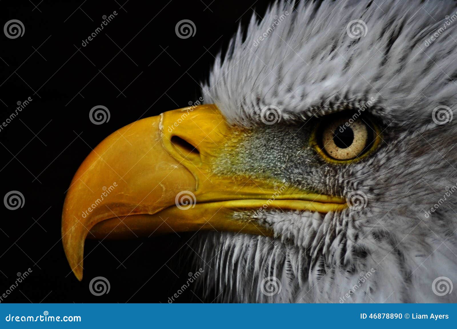 Scary Eagle Standing At The Globe Of Some Of The Roof At Saint Nicholas ...