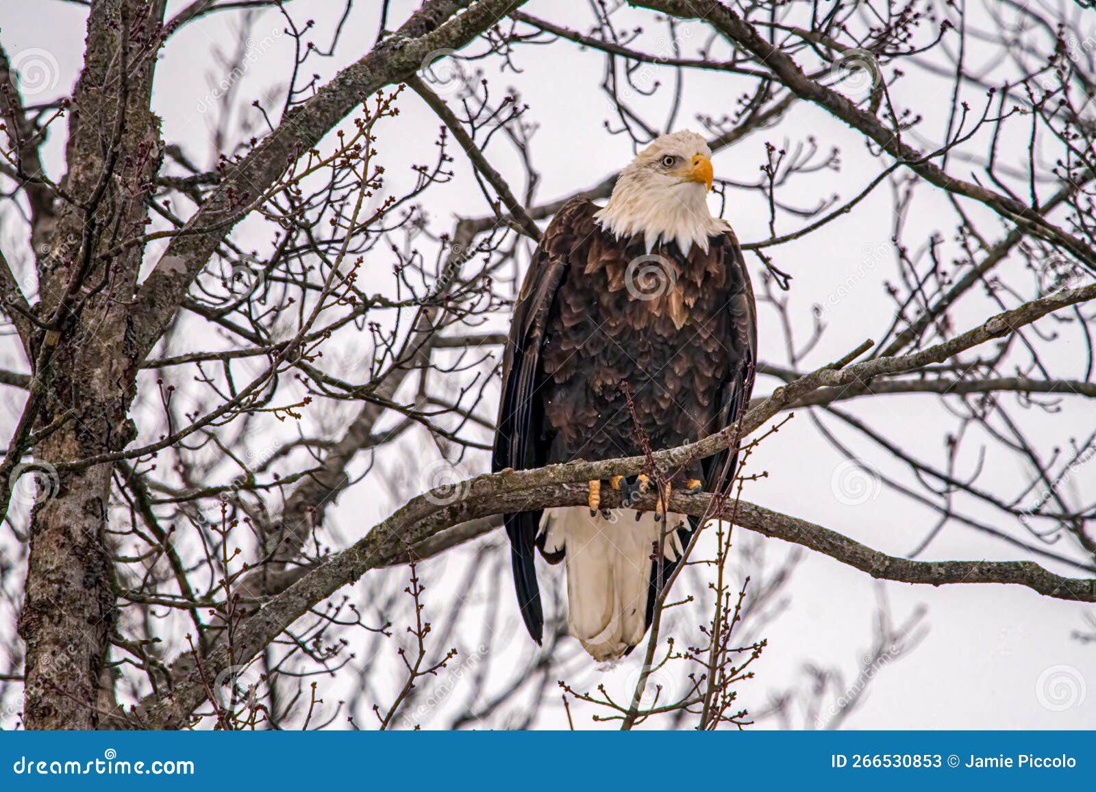 Bald eagle on branch stock image. Image of falcon, bald - 266530853