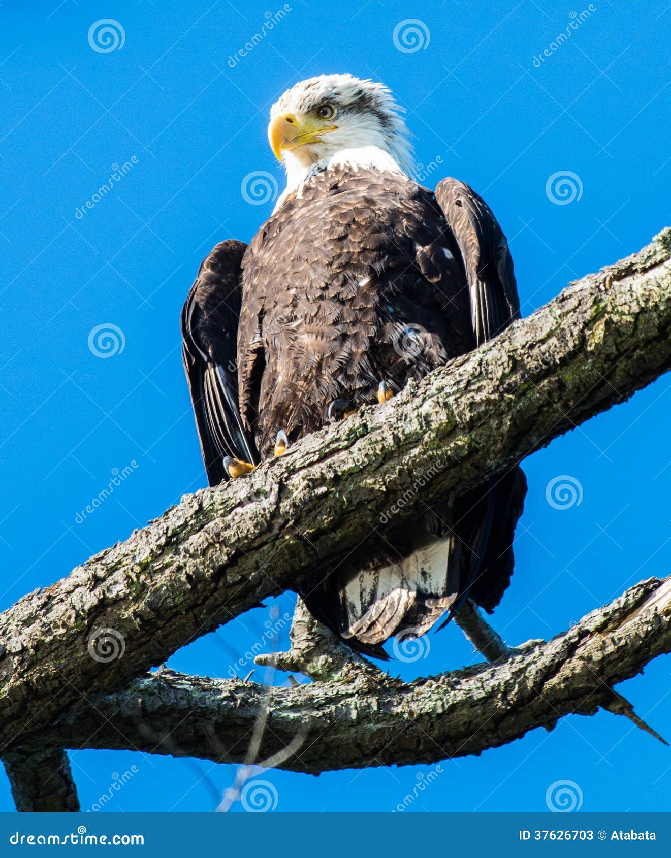 Bald Eagle on Branch stock image. Image of wildlife, eagle - 37626703