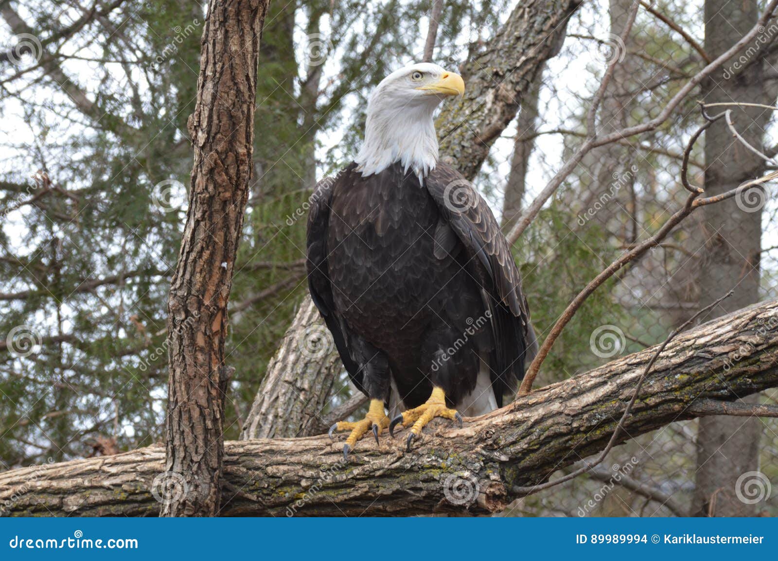 Bald Eagle stock photo. Image of eagle, calm, edge, face - 89989994