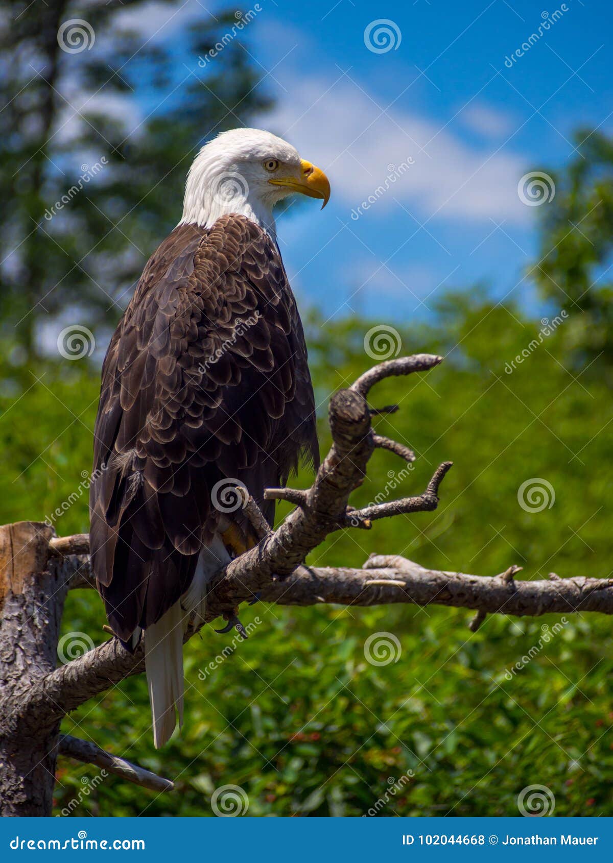 Bald Eagle on Branch stock photo. Image of outdoors - 102044668
