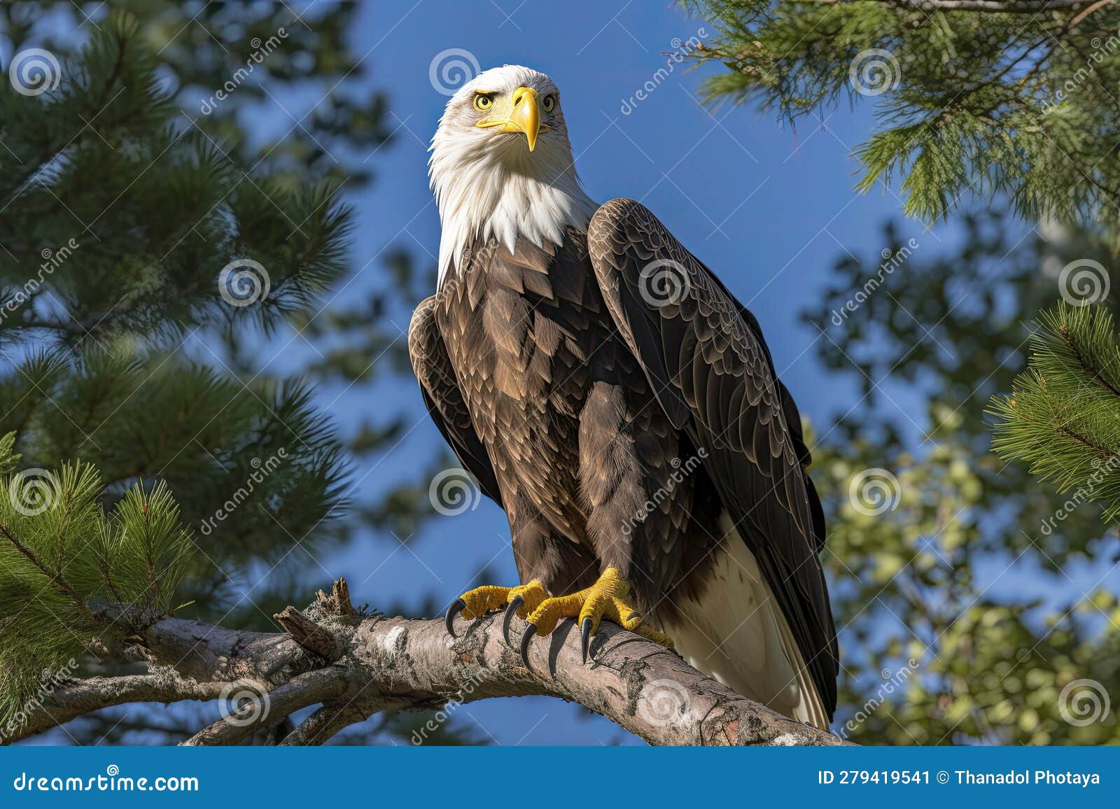 Bald Eagle on the Branch Generate by AI Stock Illustration ...