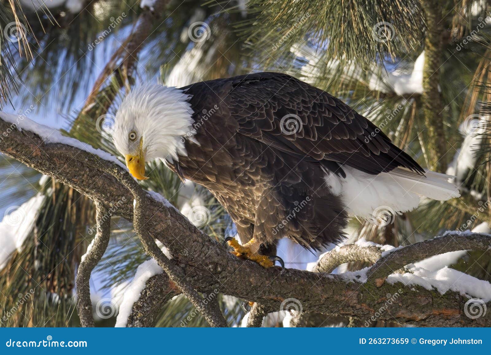 Bald Eagle on Branch Looking Down Stock Image - Image of eagle, bird ...
