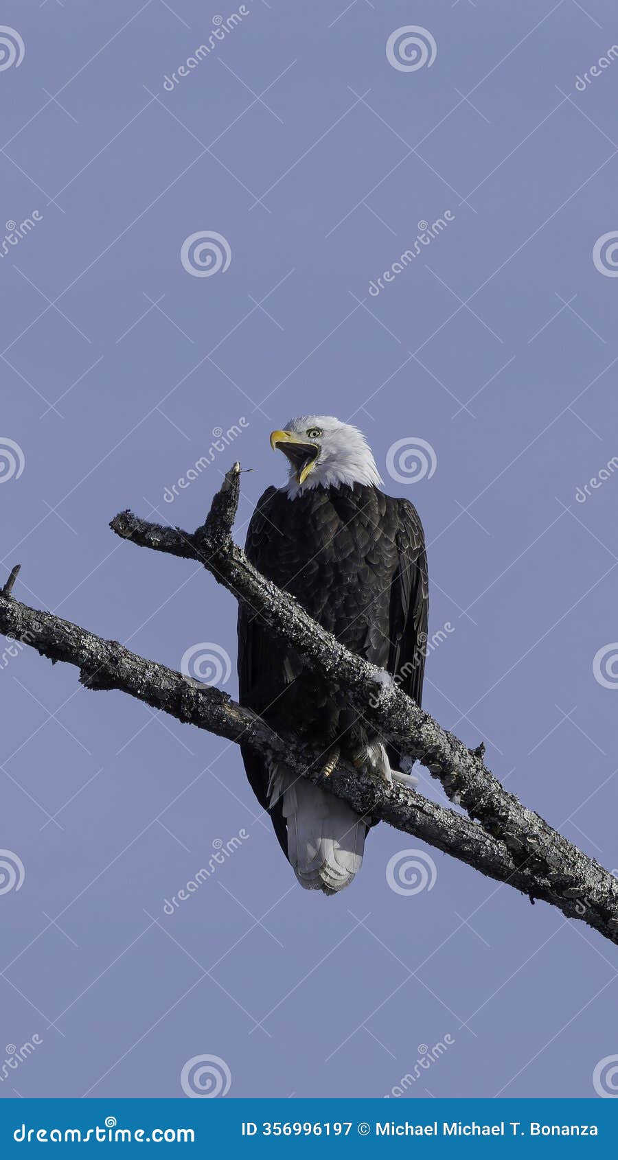 Bald Eagle Screaming Freedom Stock Image - Image of beak, buzzard ...