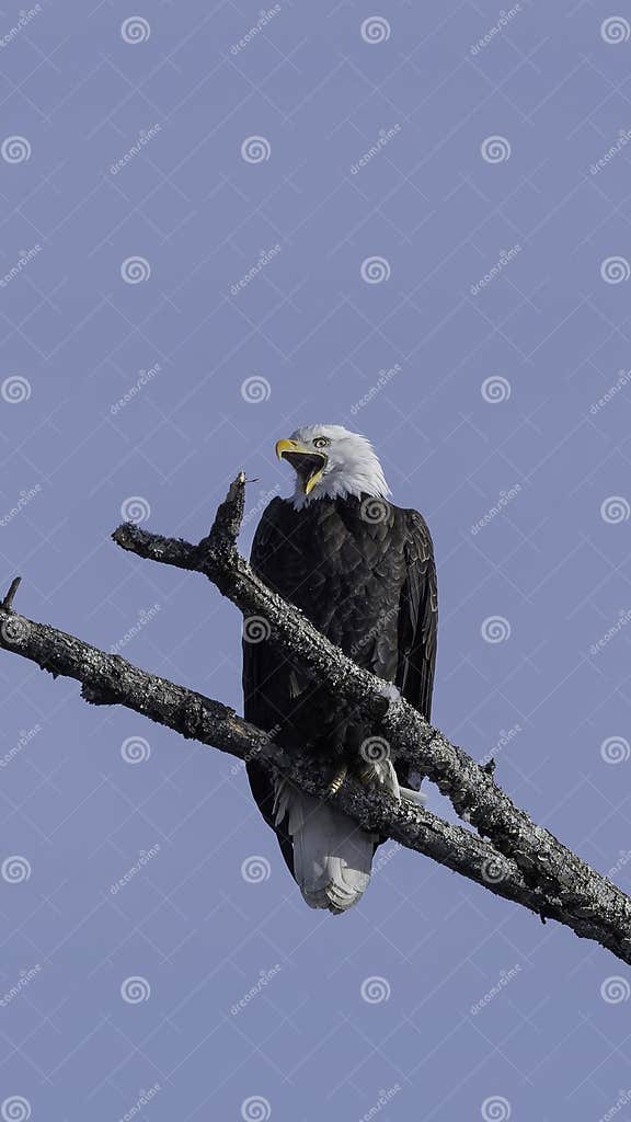 Bald Eagle Screaming Freedom Stock Image - Image of beak, buzzard ...