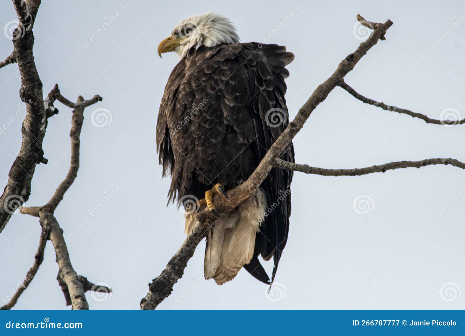 Bald Eagle on Branch in Spring Overlooking Stock Image - Image of bald ...