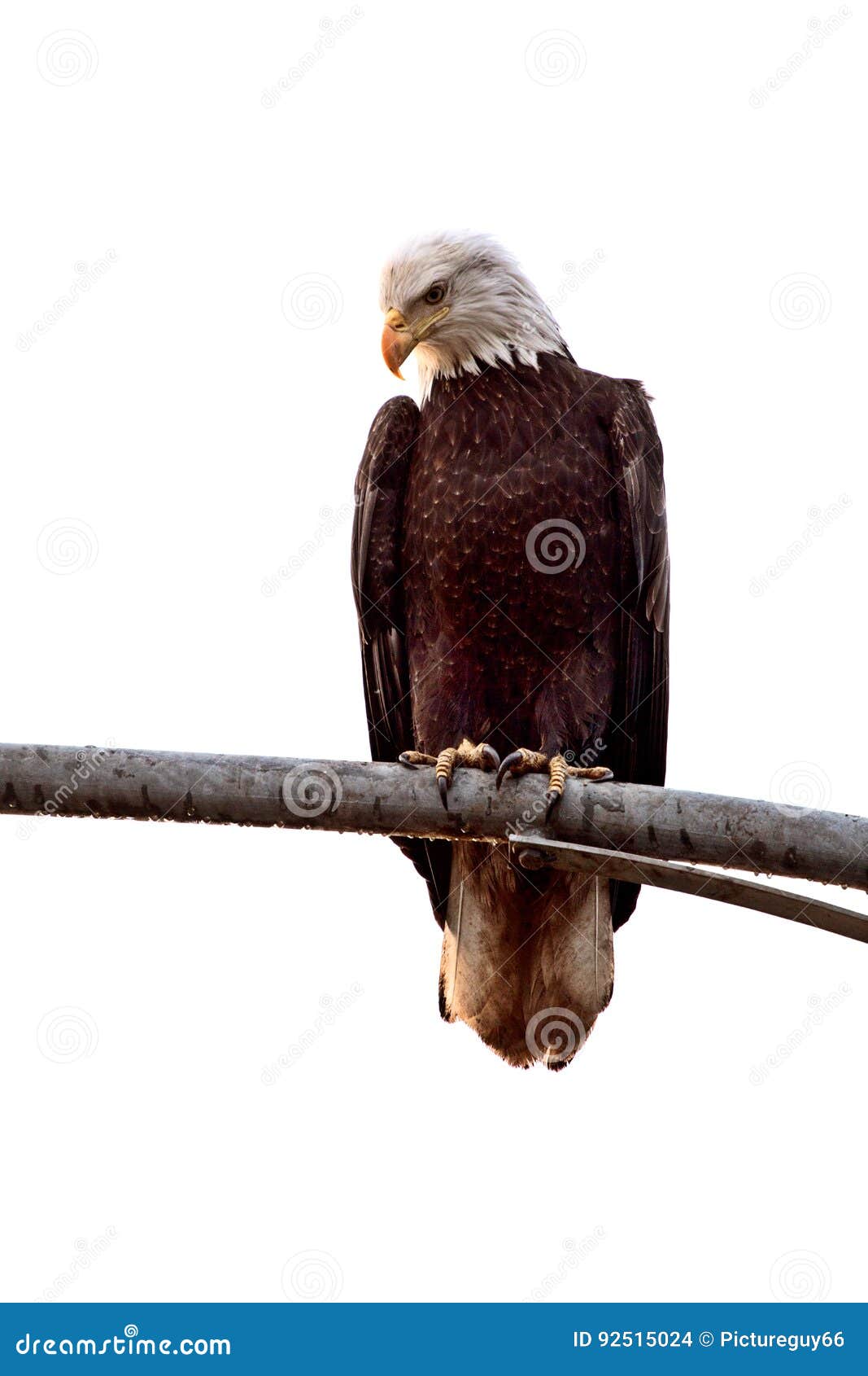 Bald Eagle British Columbia Stock Photo - Image of wildlife, wings ...