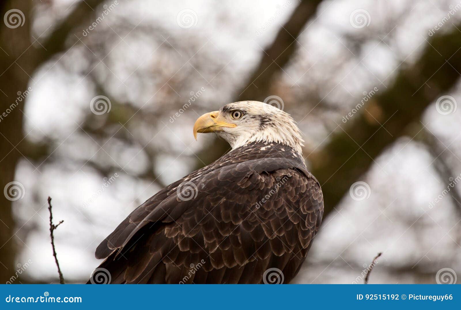 Bald Eagle British Columbia Stock Photo - Image of white, ladner: 92515192