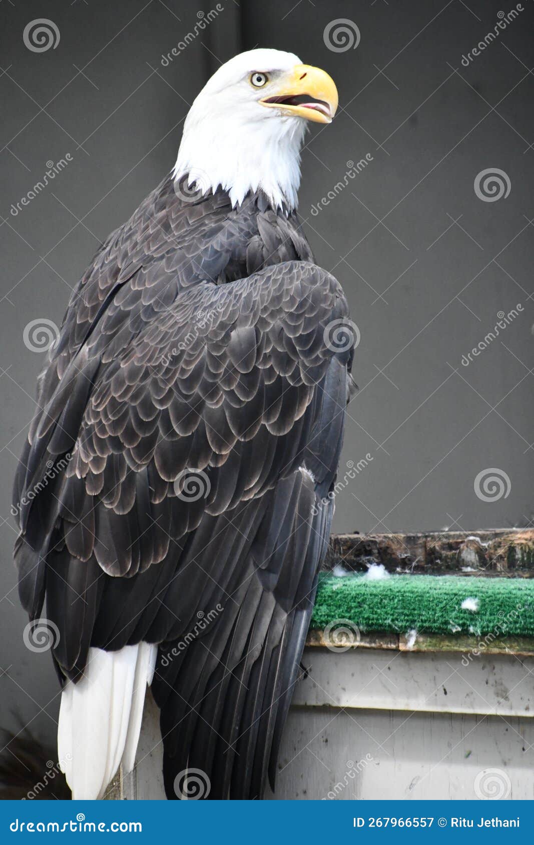 A Bald Eagle stock image. Image of independent, eyes - 267966557