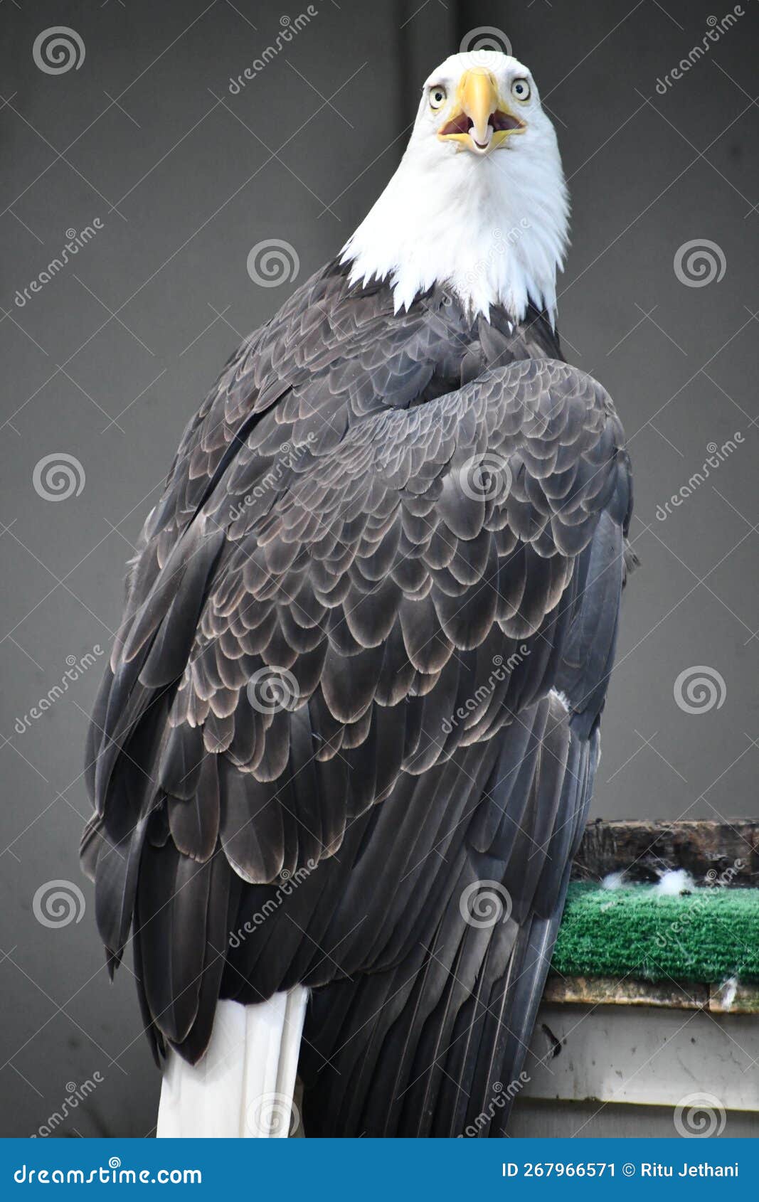 A Bald Eagle stock image. Image of avian, predator, eyes - 267966571