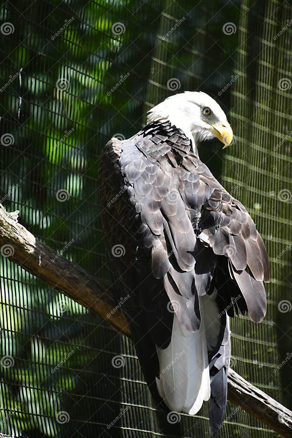 A Bald Eagle stock photo. Image of american, cage, endangered - 292956162